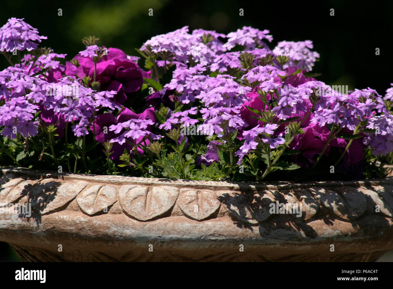 Beautiful clay pot with ornamental purple flowers Stock Photo - Alamy