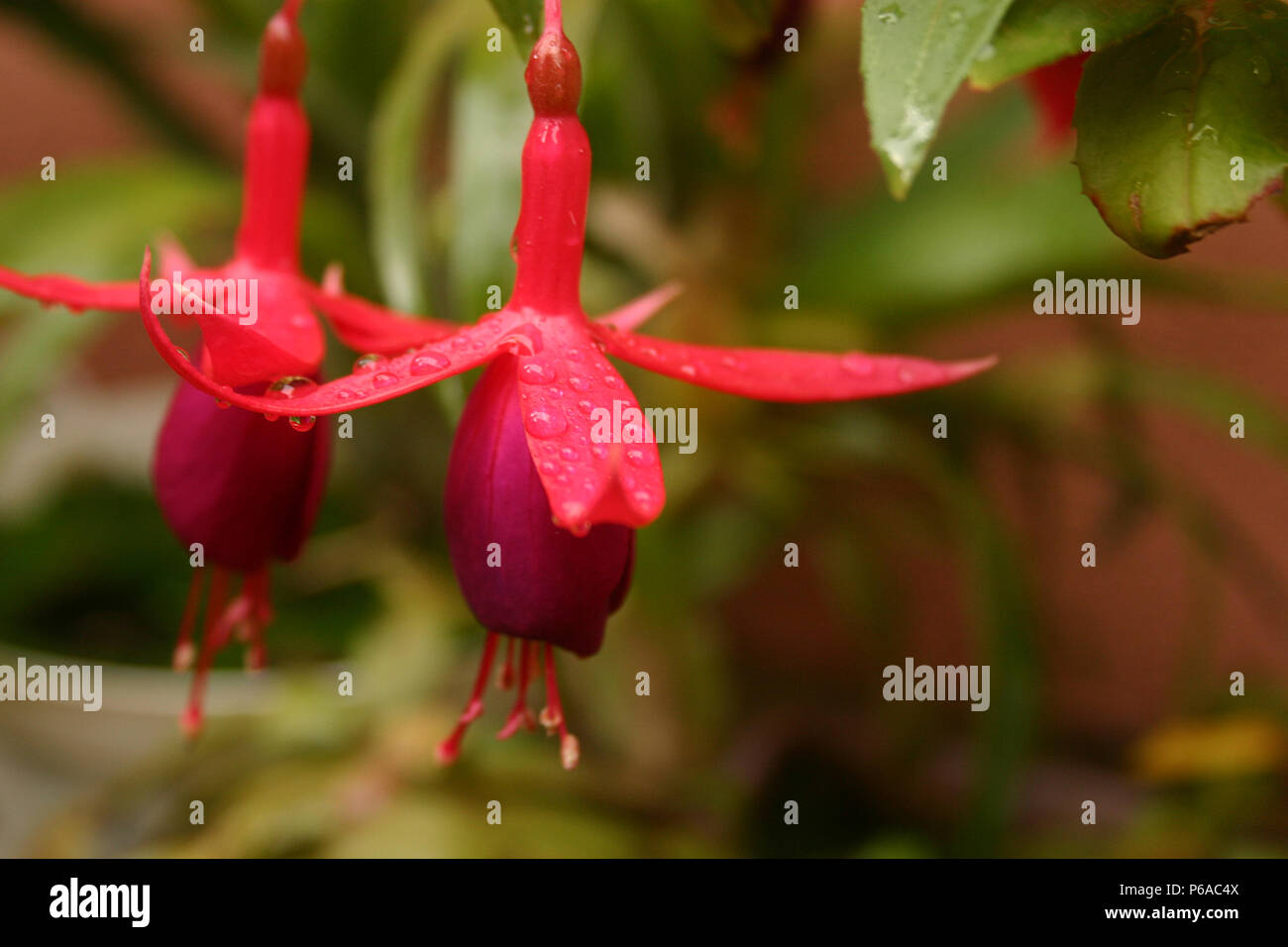 Cultivated fuchsia hi-res stock photography and images - Alamy