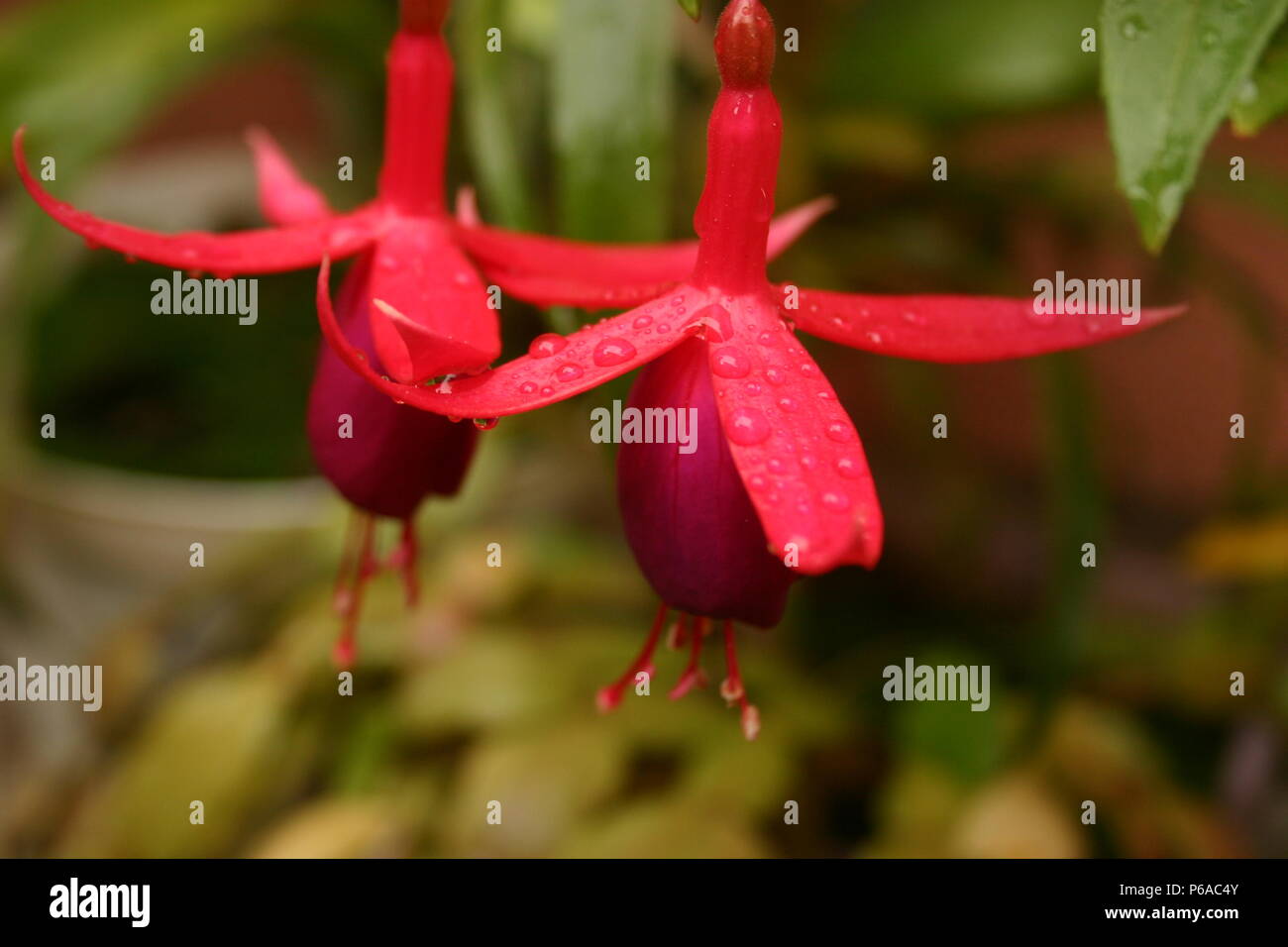 Red Fuschia Stock Photos & Red Fuschia Stock Images - Alamy