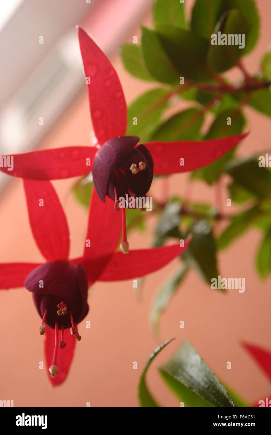 Cultivated fuchsia hi-res stock photography and images - Alamy