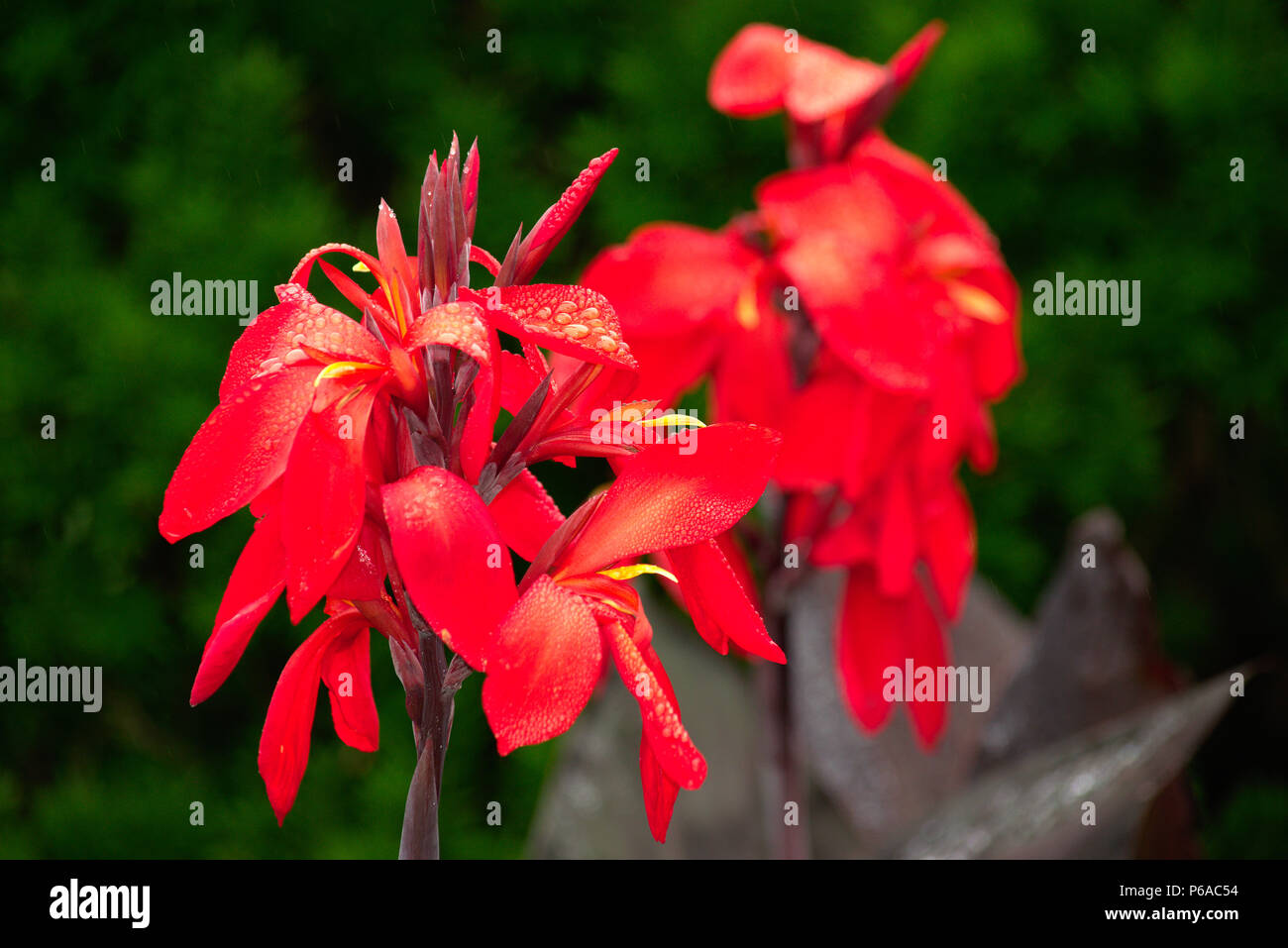 Orange Red Canna Lily High Resolution Stock Photography and Images - Alamy