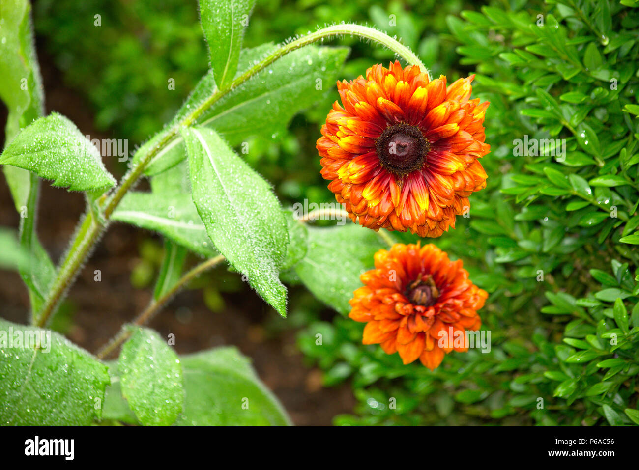 Fuzzy wildflower hi-res stock photography and images - Alamy