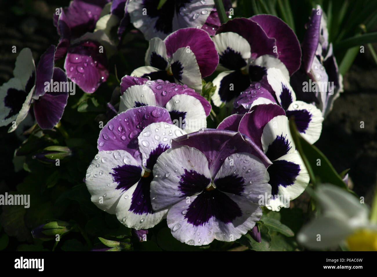 Multicolored pansies hi-res stock photography and images - Alamy