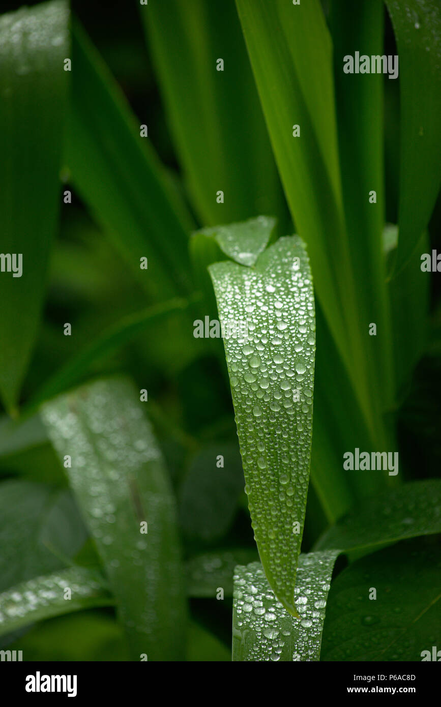 Wet streamer hi-res stock photography and images - Alamy