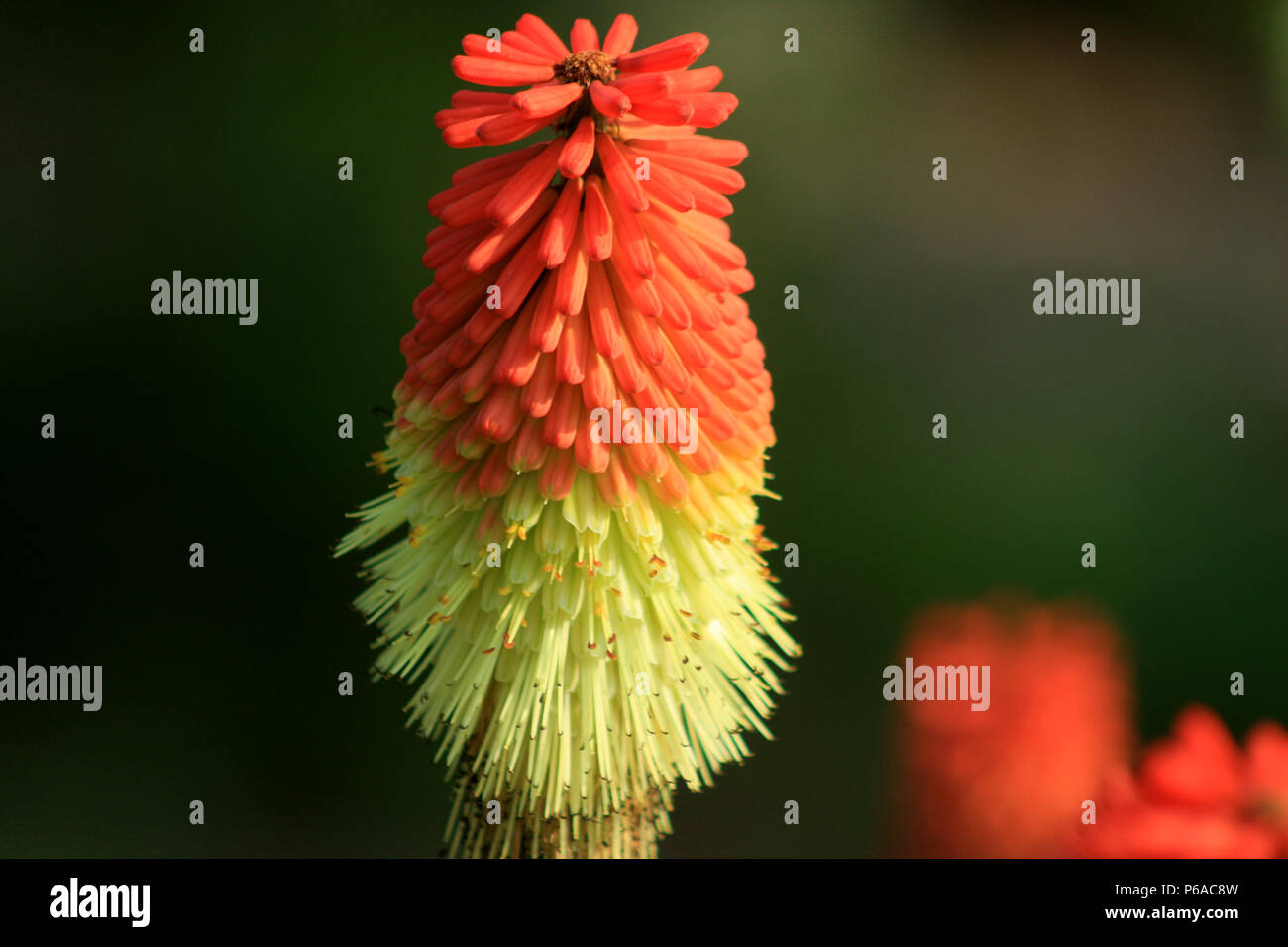 Kniphofia uvaria flowers hi-res stock photography and images - Alamy