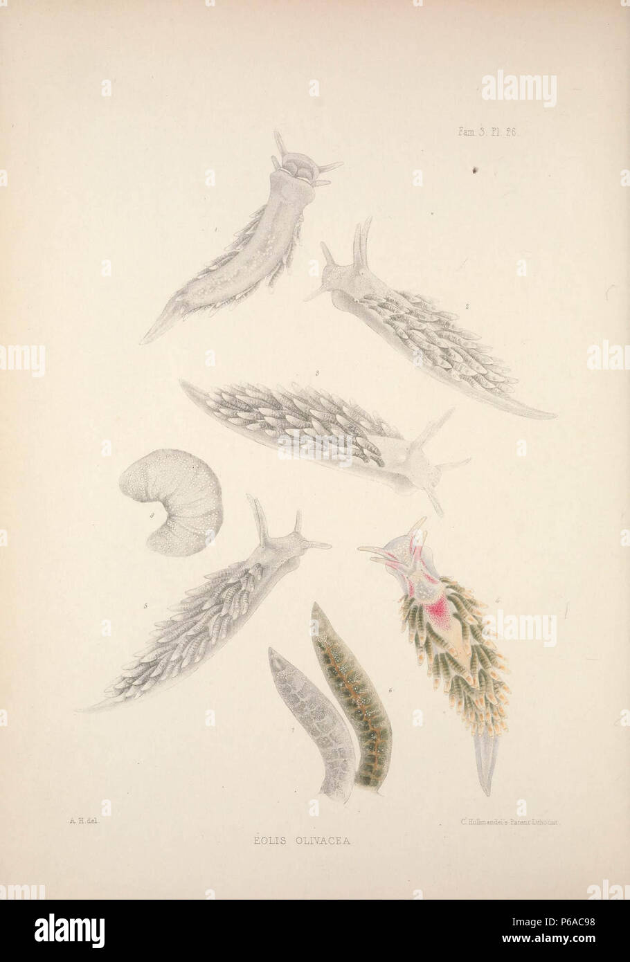 A monograph of the British nudibranchiate Mollusca Stock Photo - Alamy