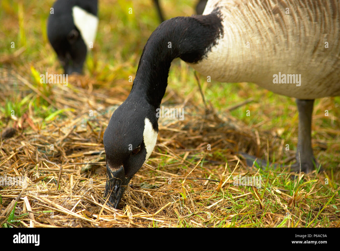 Canadian Geese eating Stock Photo - Alamy