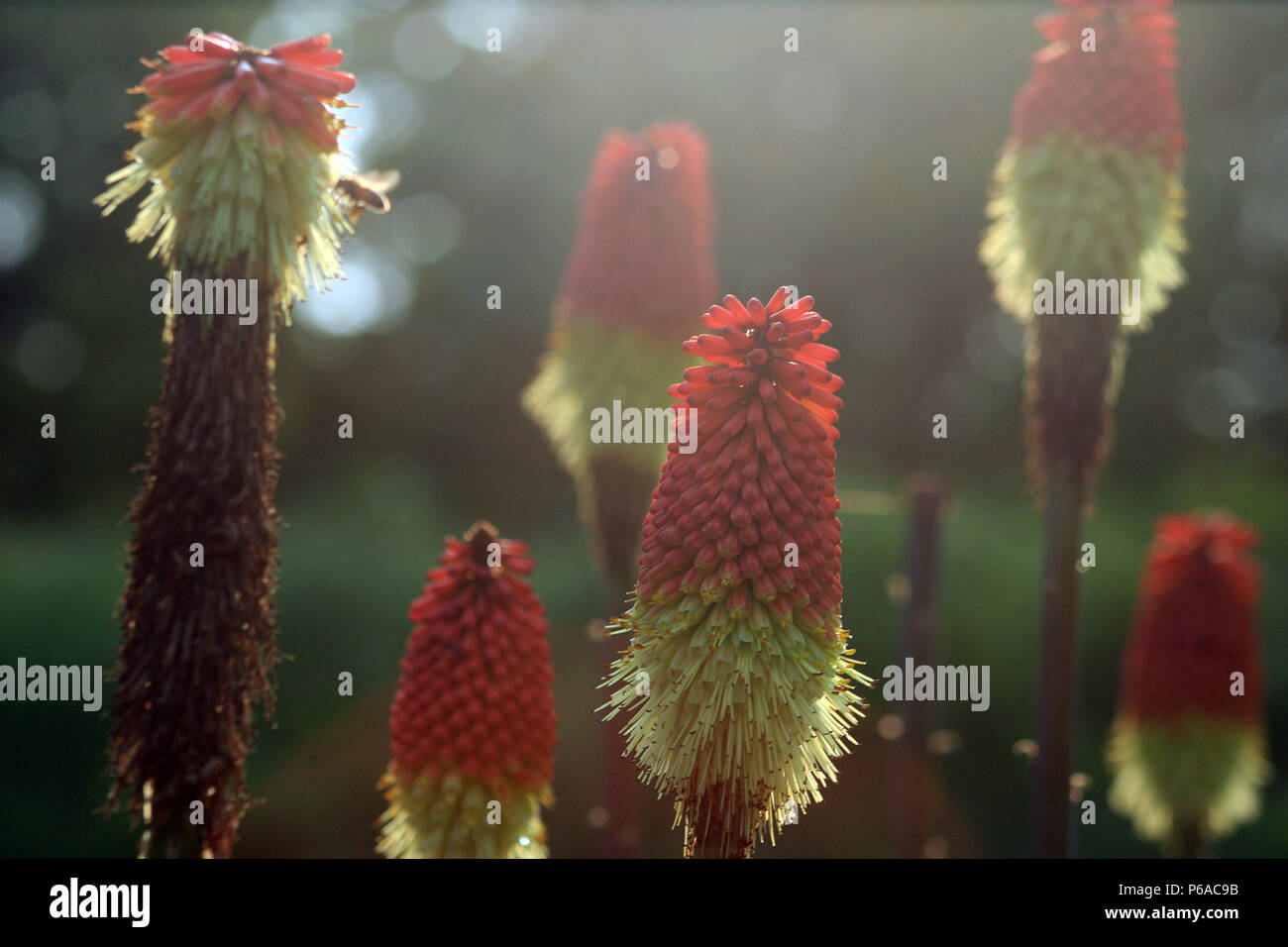 Kniphofia Flowers High Resolution Stock Photography and Images - Alamy