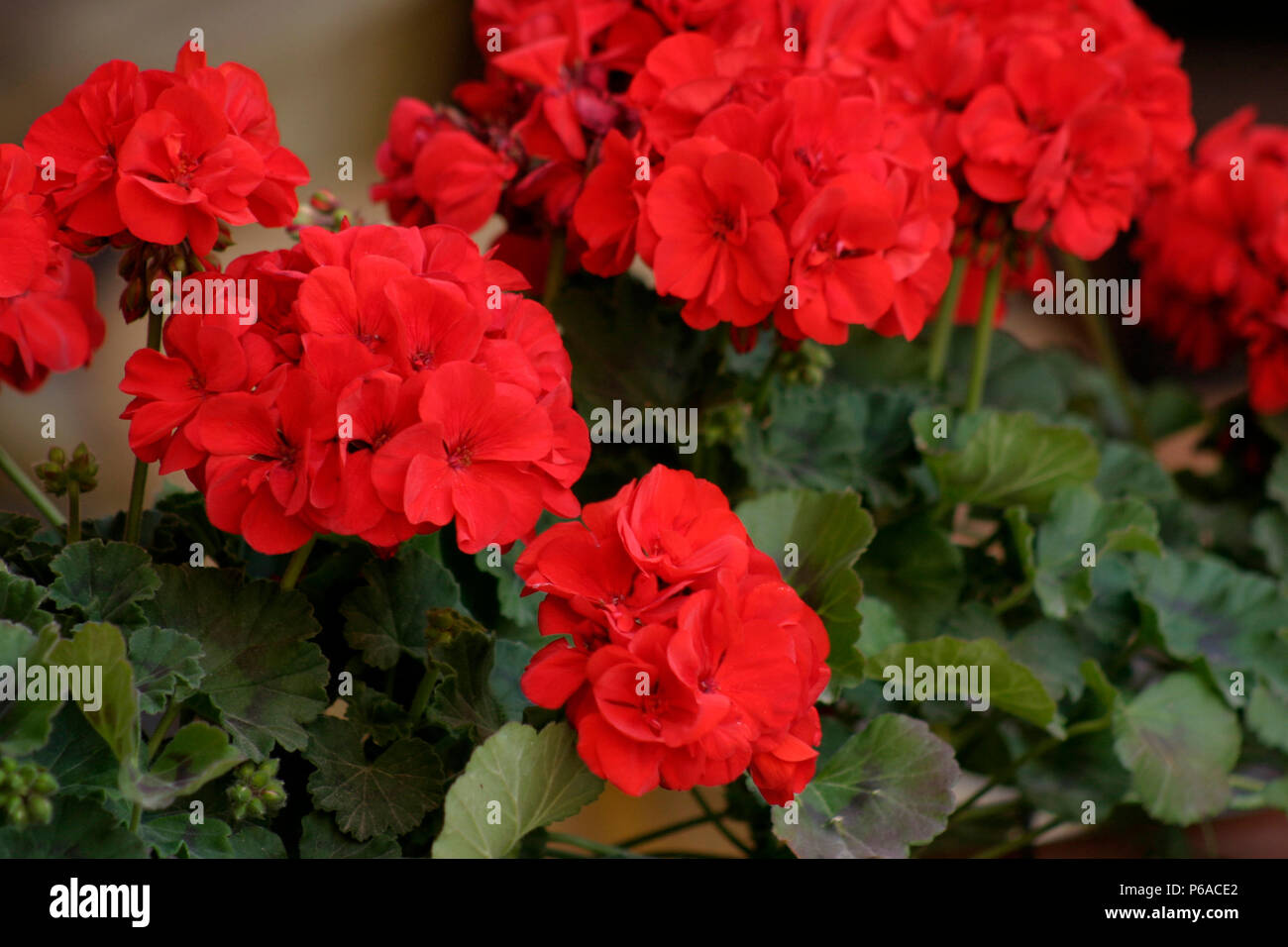 Close up of Geranium flowers Stock Photo - Alamy