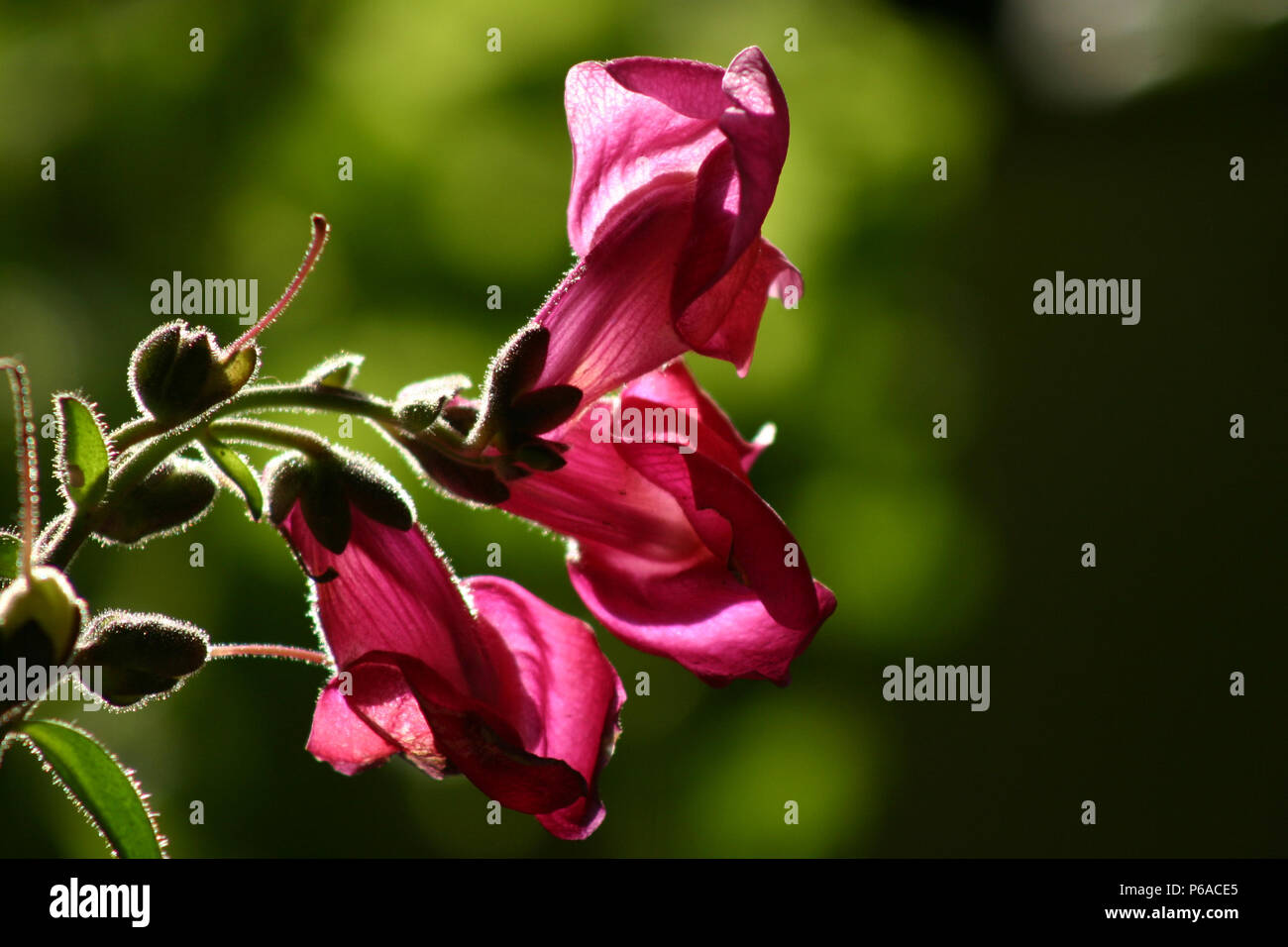 Dragon flower hi-res stock photography and images - Alamy