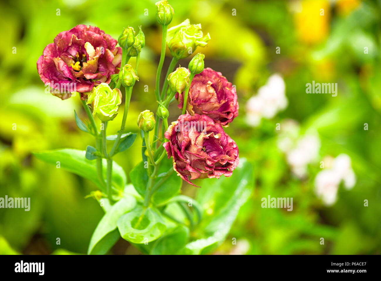 Fuchsia colored rose hi-res stock photography and images - Alamy