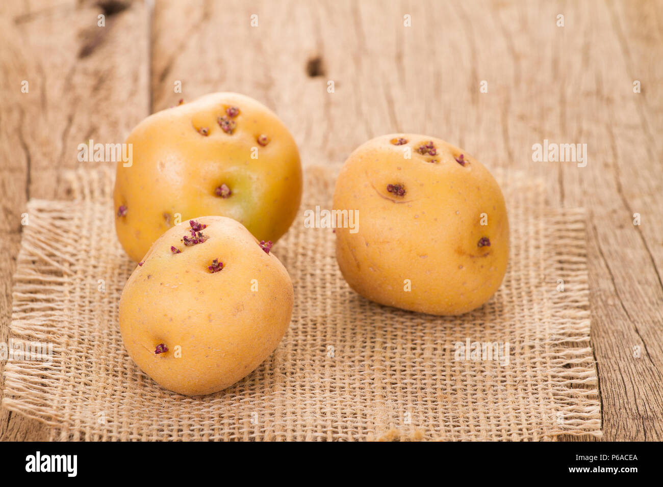 yellow potato or creole potato on old wooden table (Solanum phureja ...