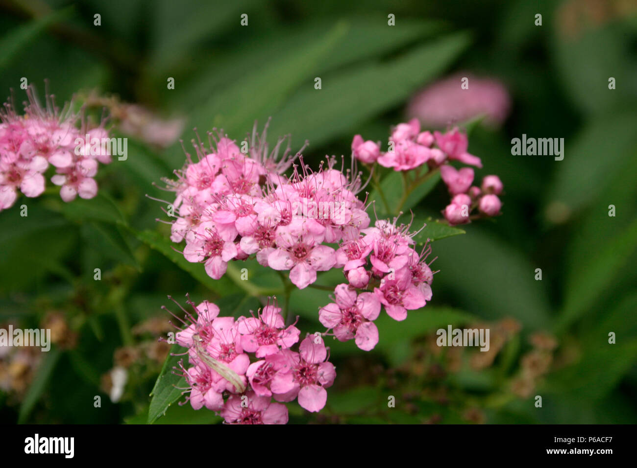 Spiraea Species High Resolution Stock Photography and Images - Alamy