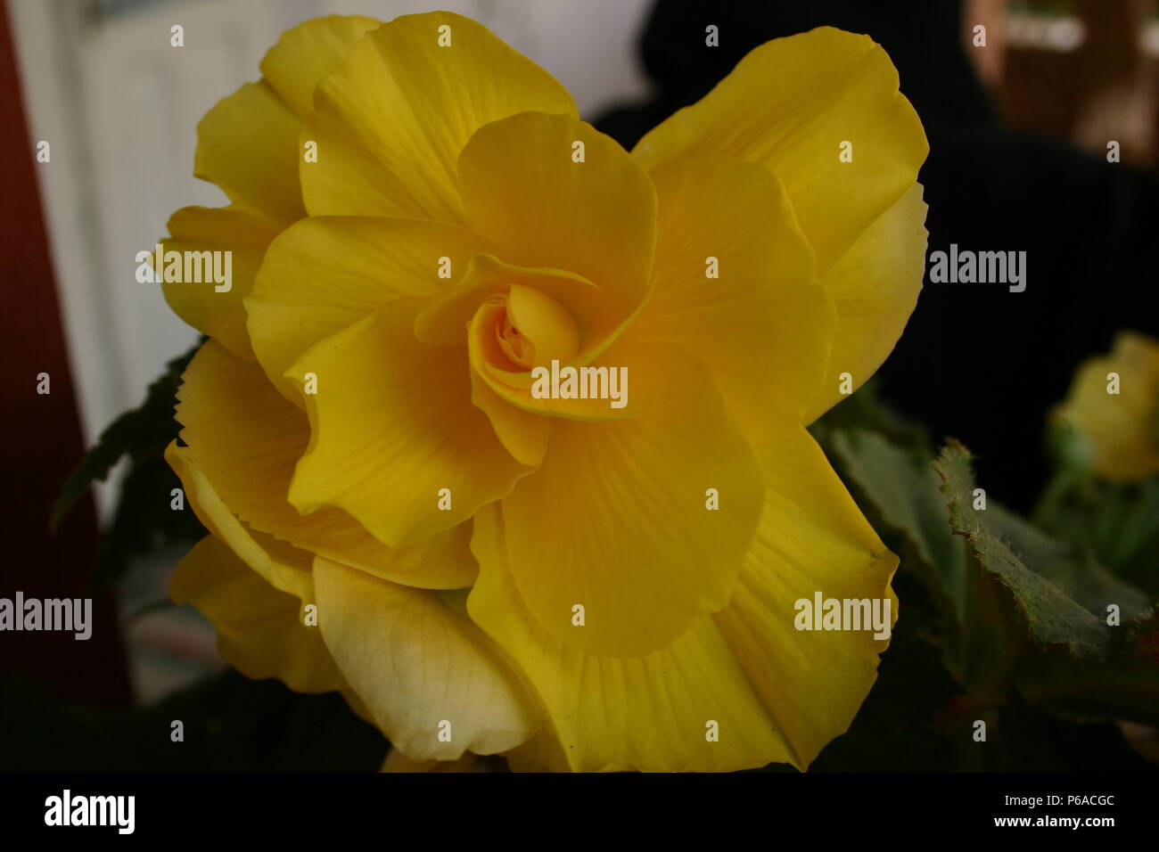 Yellow begonia hi-res stock photography and images - Alamy