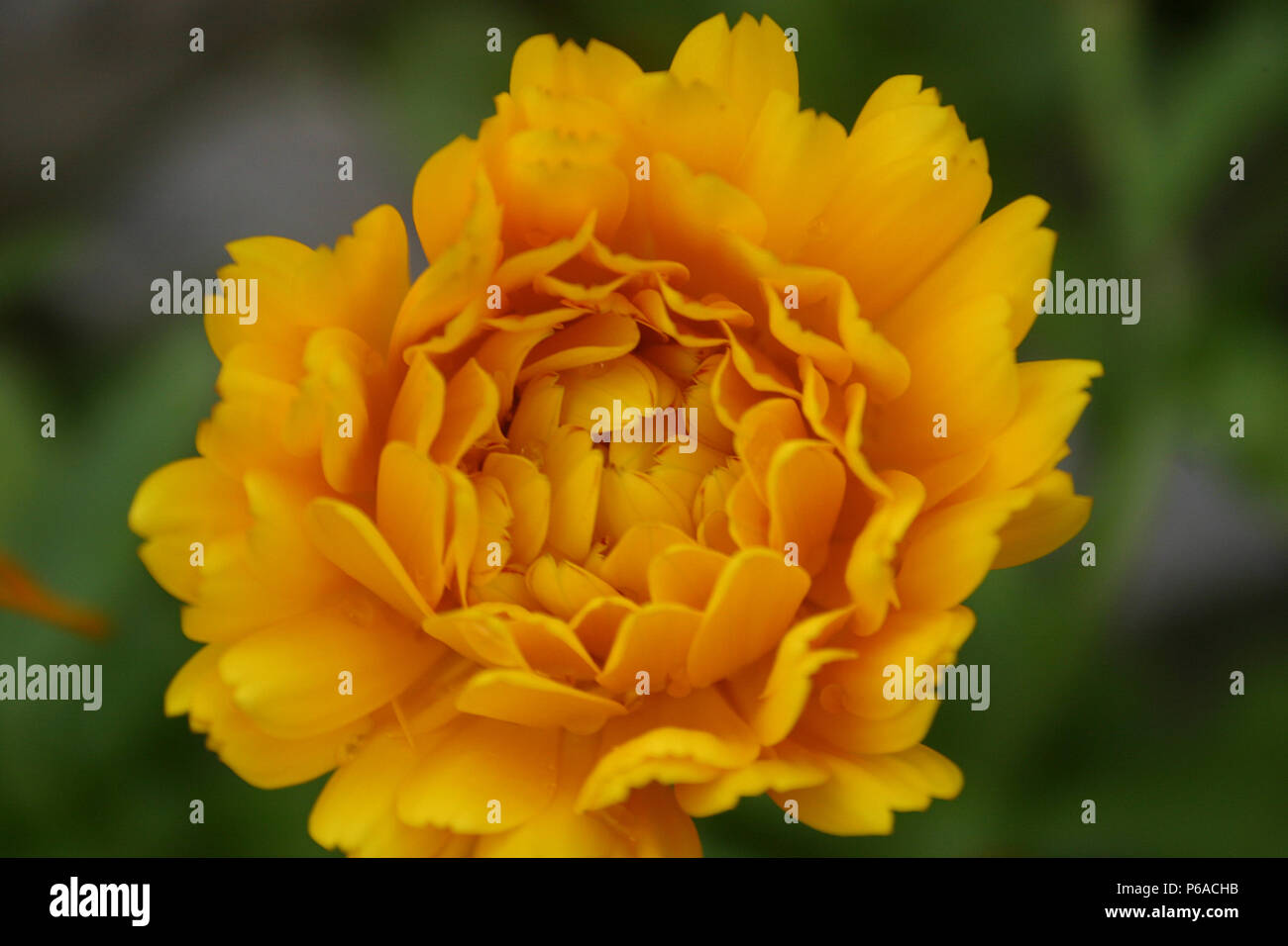 Up close of a yellow double Calendula flower Stock Photo - Alamy