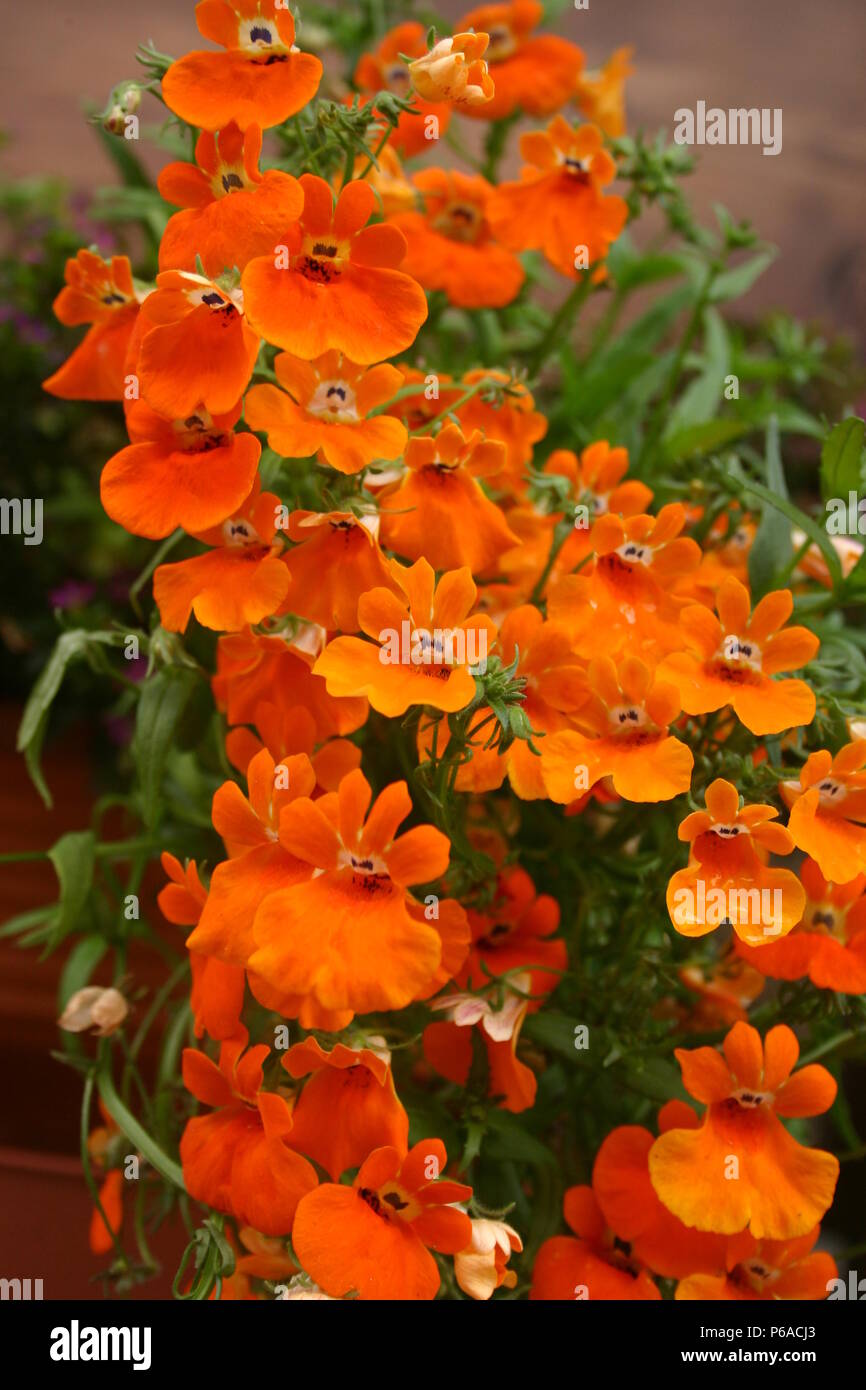 Monkey and flowers hi-res stock photography and images - Alamy