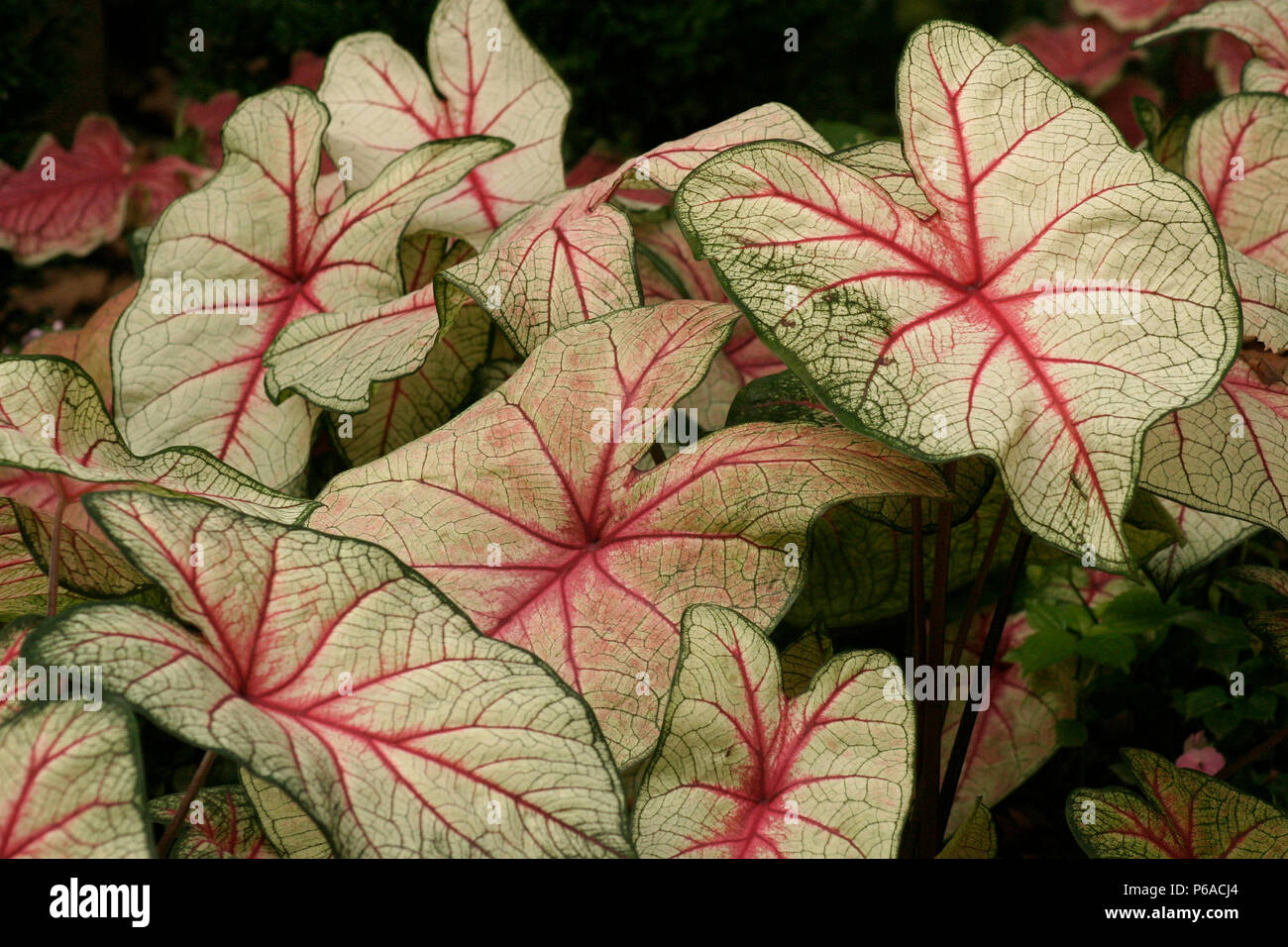 Caladium plant species hi-res stock photography and images - Alamy