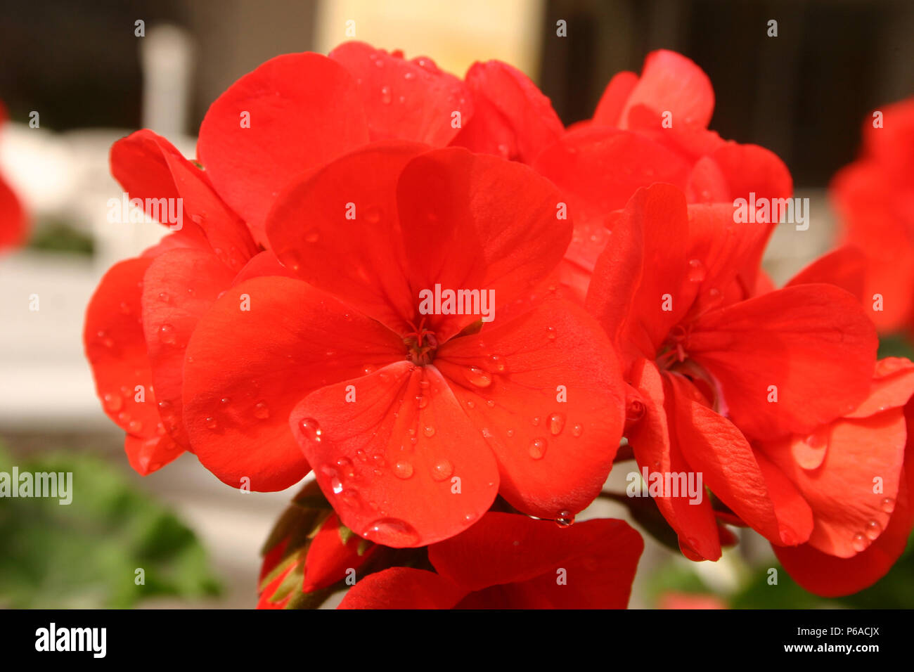 Hybrid geraniums hi-res stock photography and images - Alamy