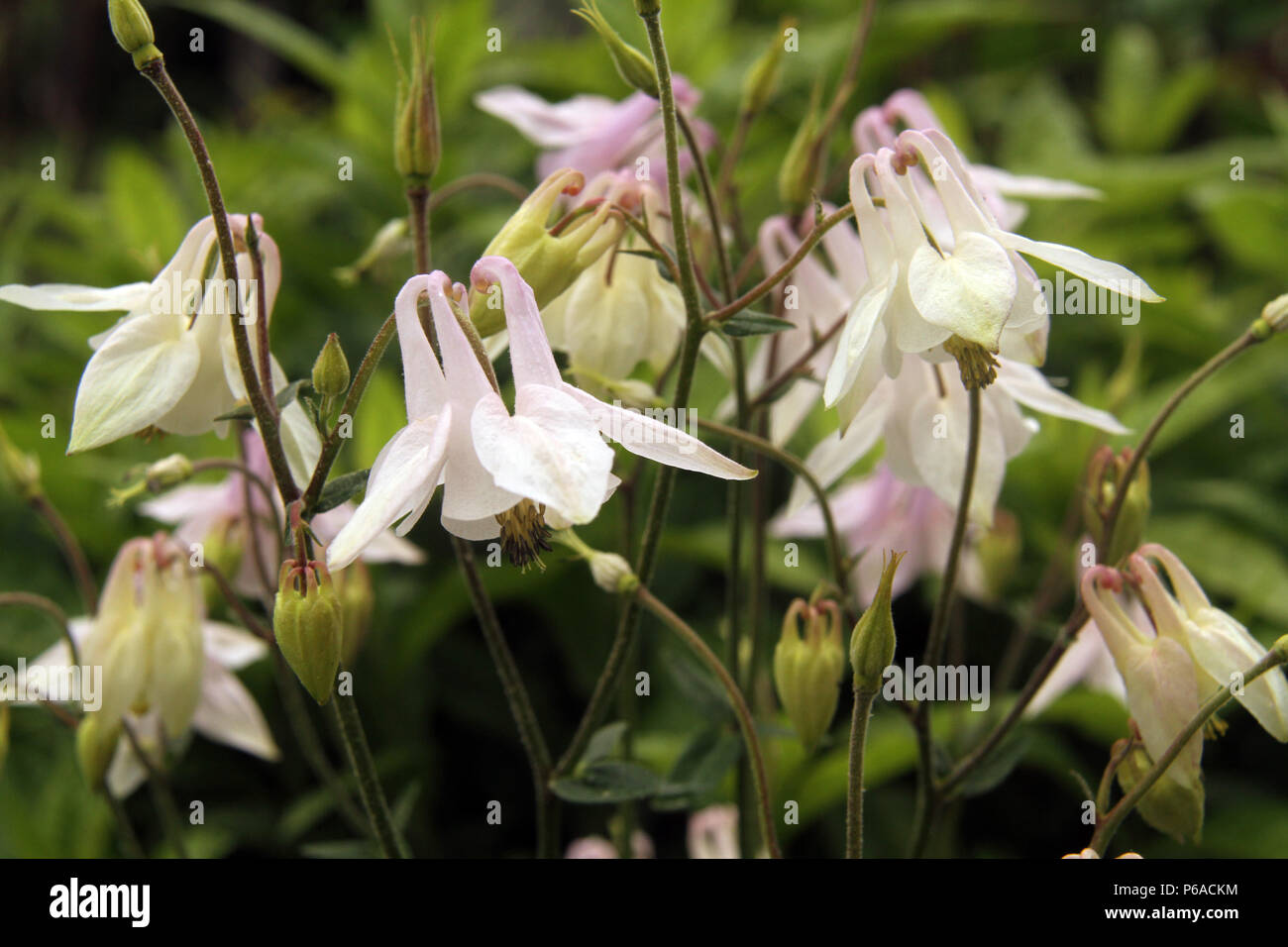 White columbine flower hi-res stock photography and images - Alamy