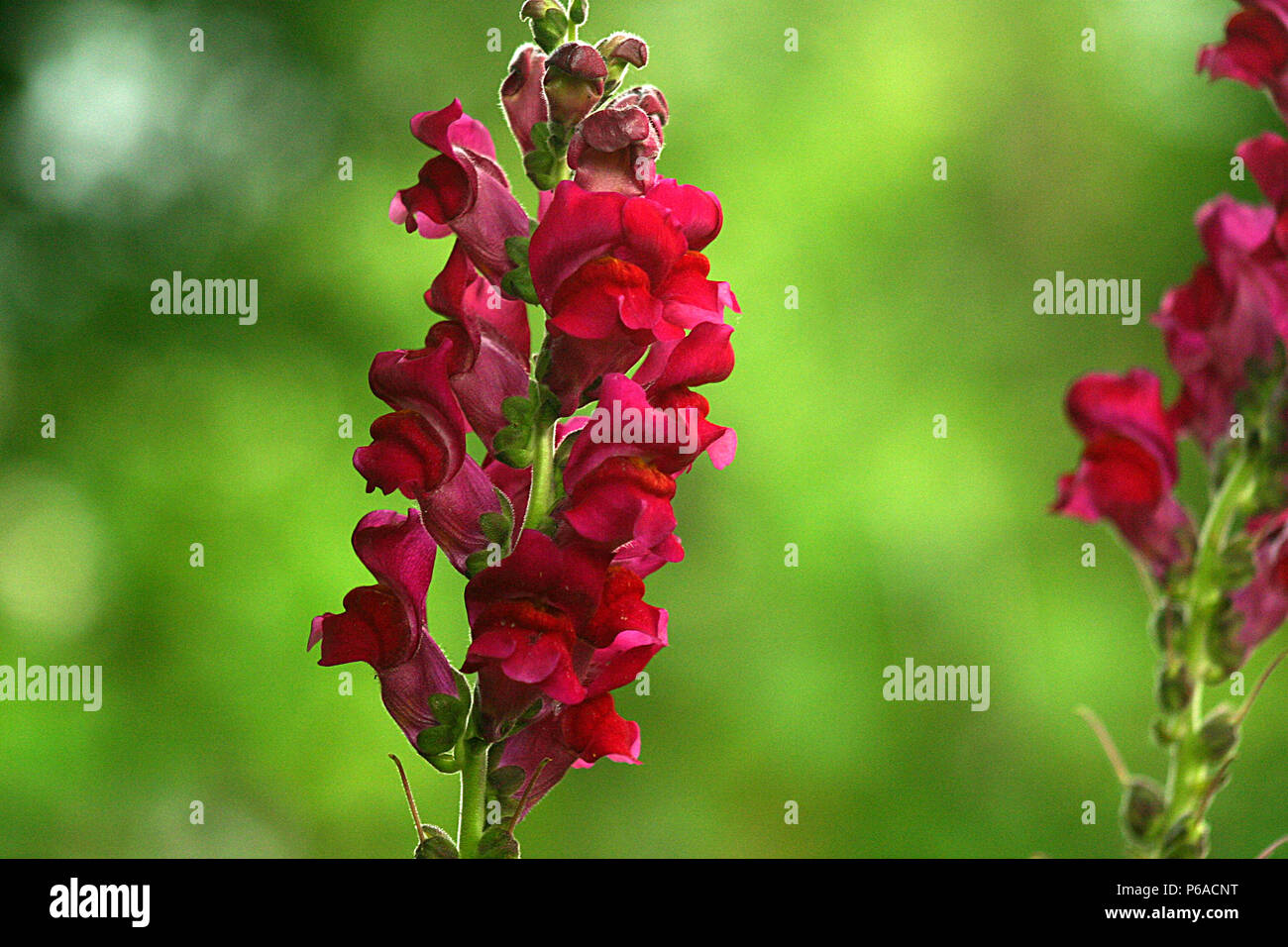 Close up of scarlet antirrhinum hi-res stock photography and images - Alamy