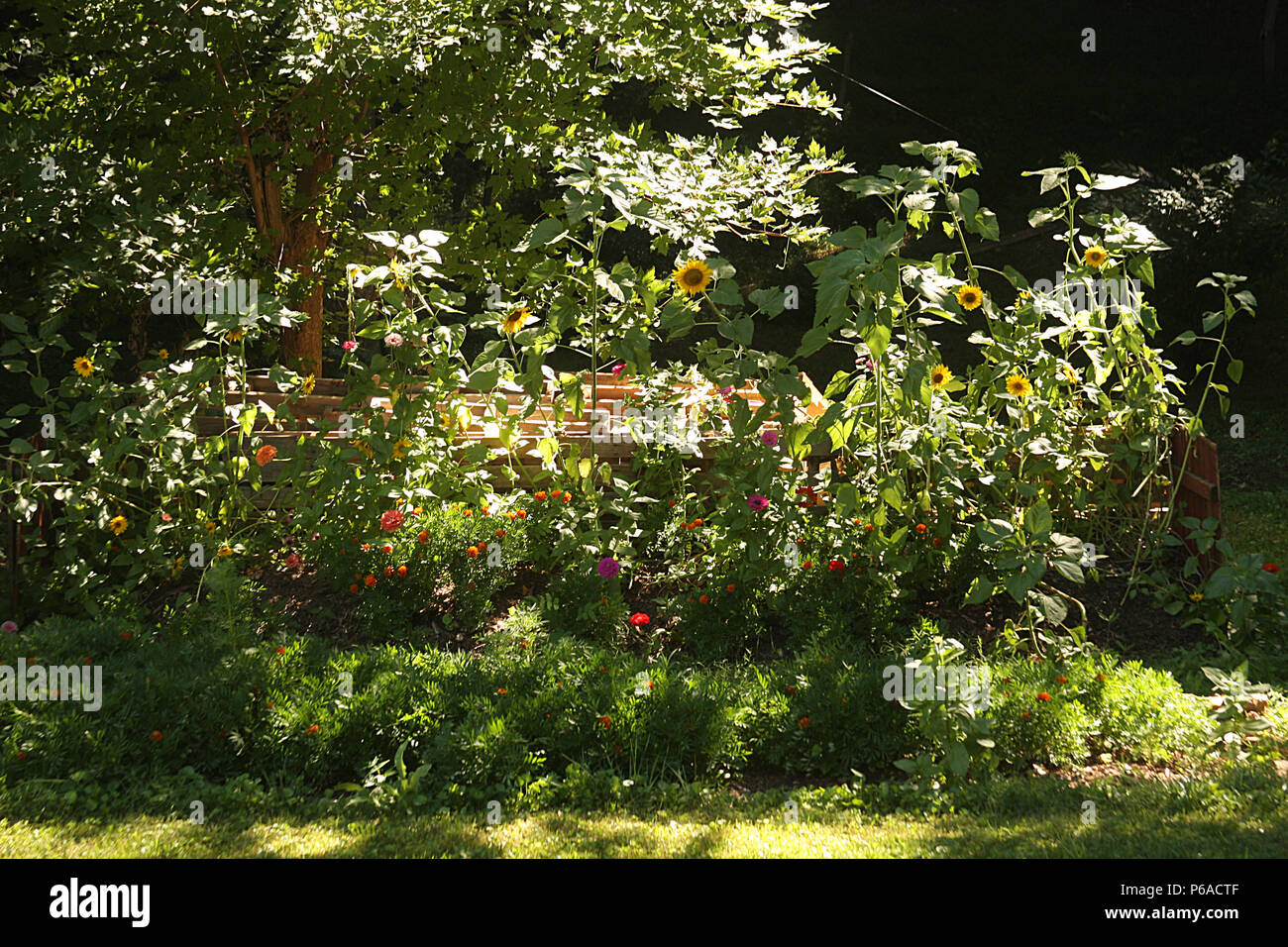 Small garden with various colorful flowers Stock Photo - Alamy