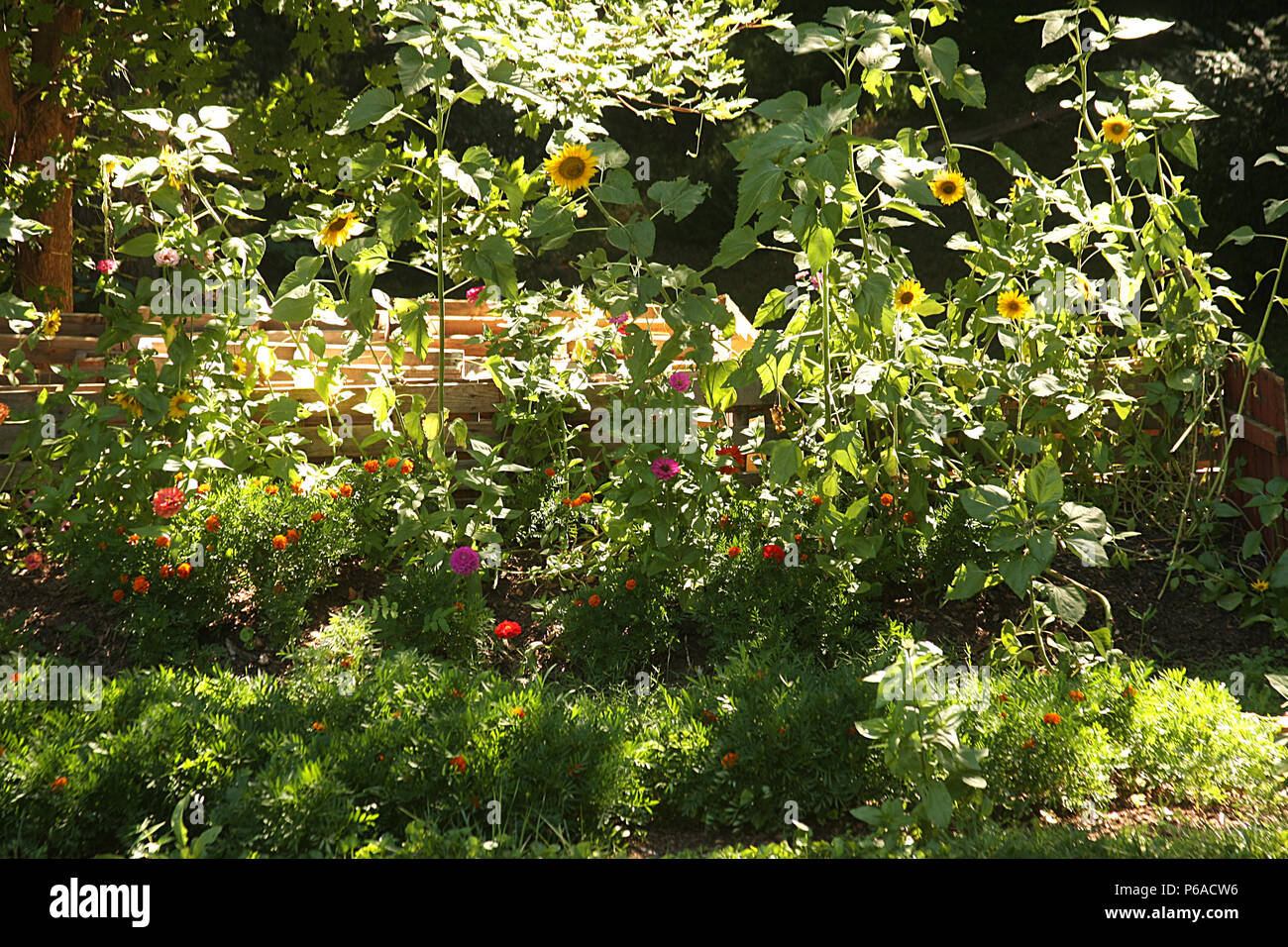 Small garden with various colorful flowers Stock Photo - Alamy
