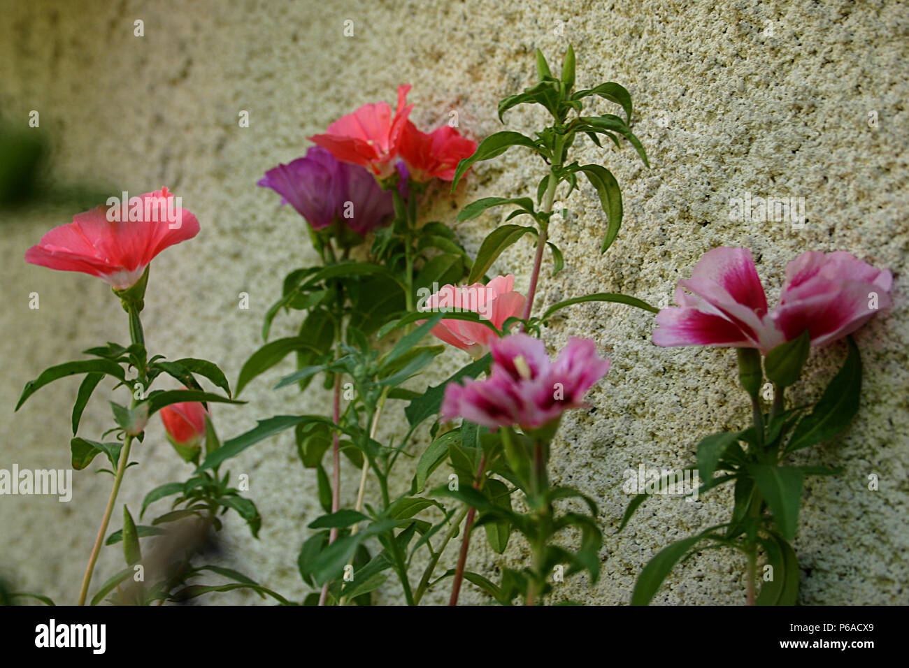 Clarkia hi-res stock photography and images - Alamy