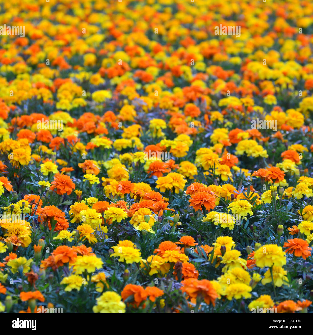 Lots of beautiful flowers in the garden. Mexican, Aztec or African ...