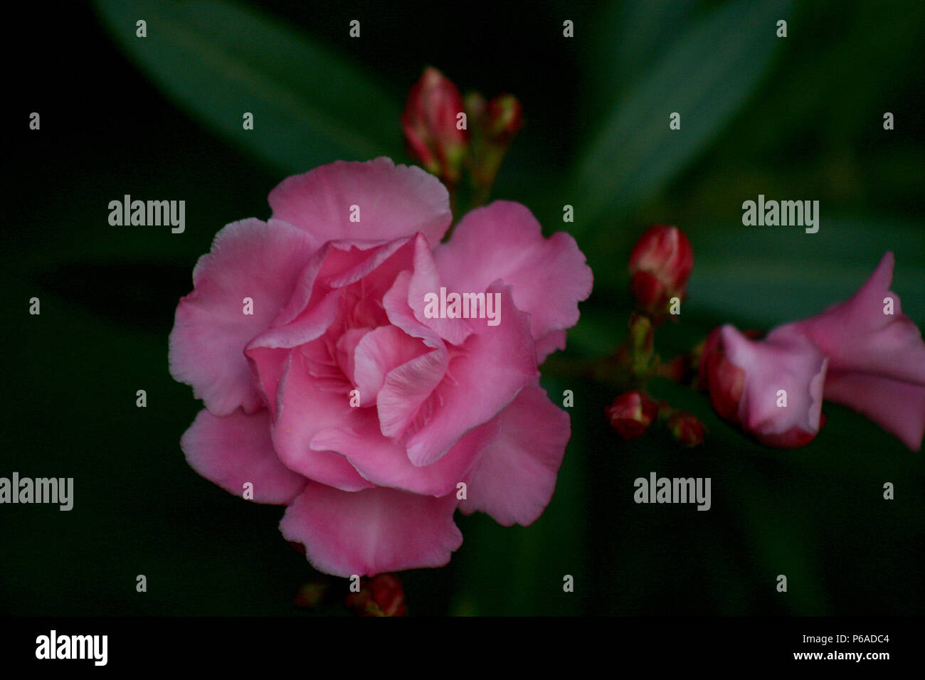 Clarkia elegans hi-res stock photography and images - Alamy