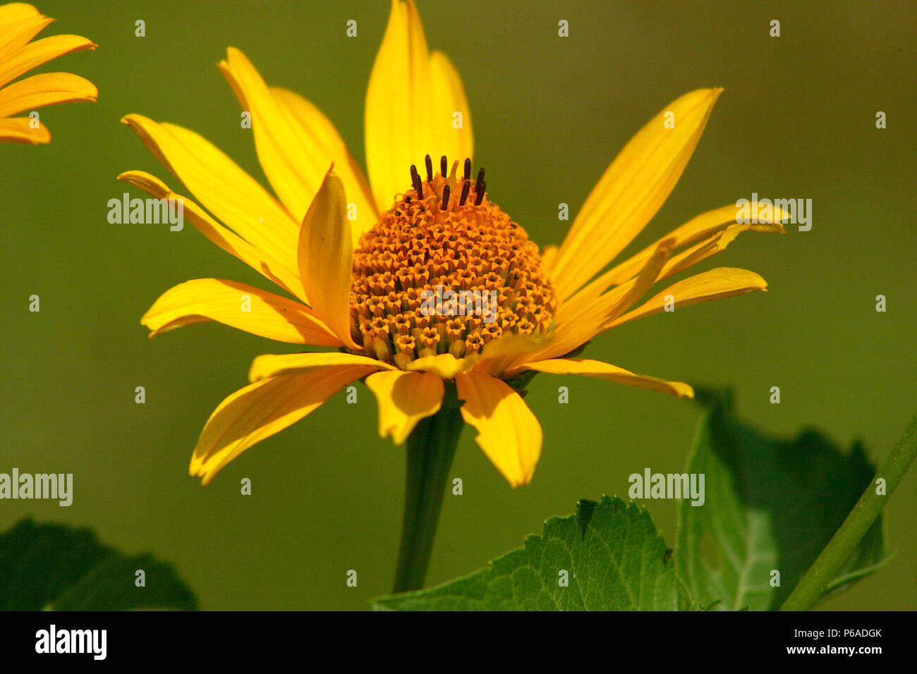Helianthus lemon queen flowers hi-res stock photography and images - Alamy