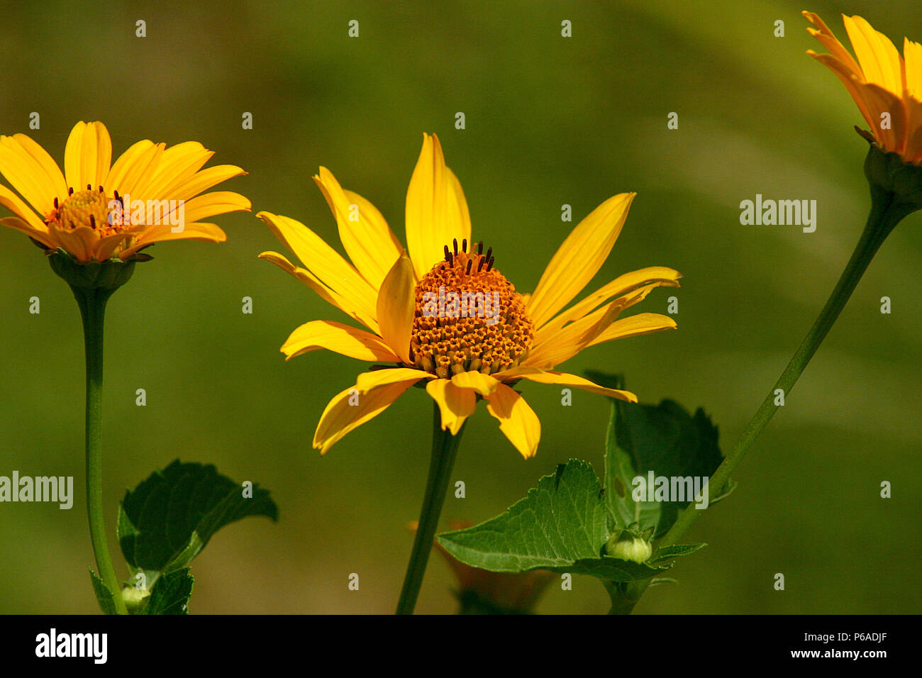 Helianthus lemon queen flowers hi-res stock photography and images - Alamy