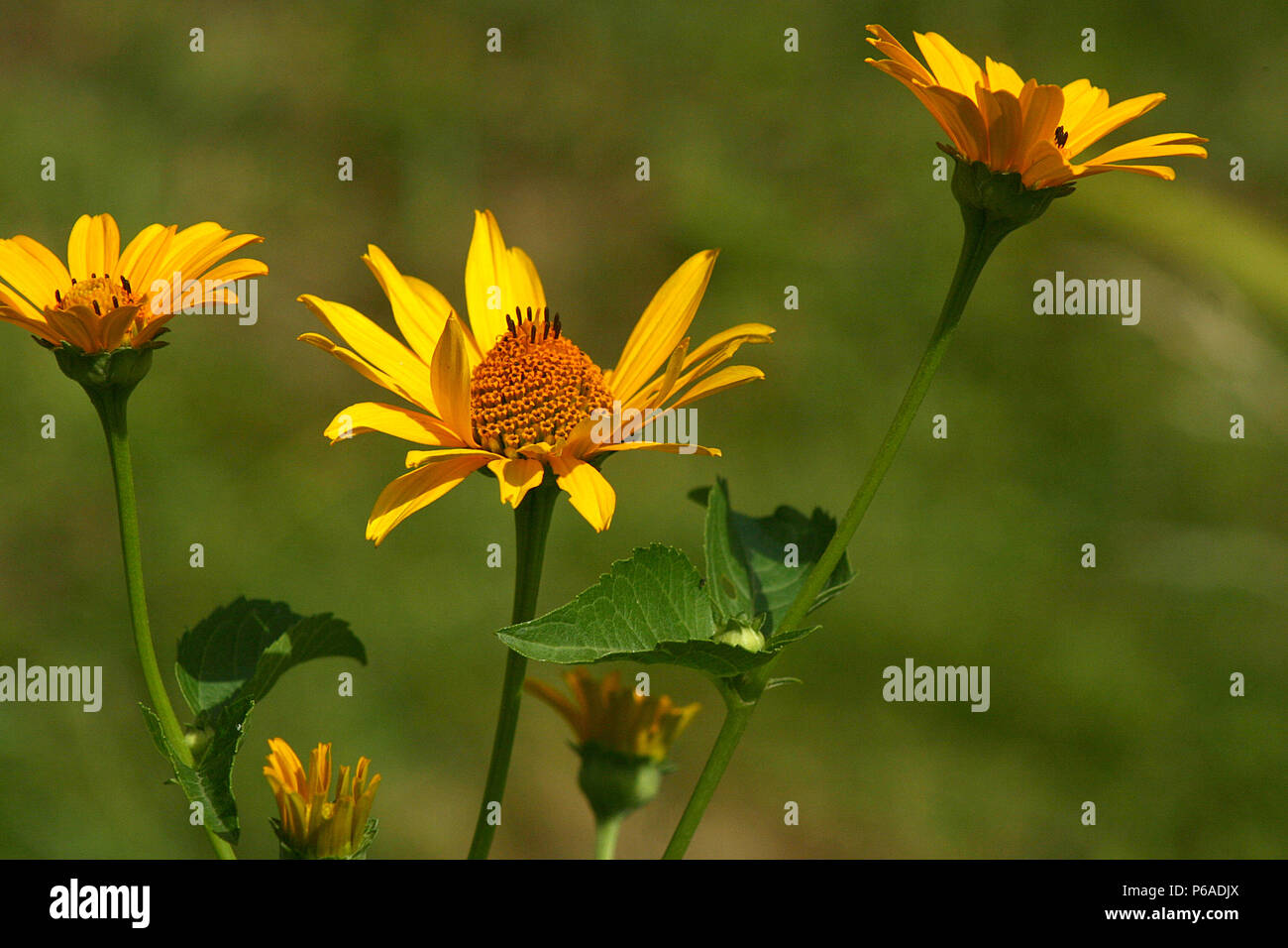 Helianthus lemon queen sunflower hi-res stock photography and images ...