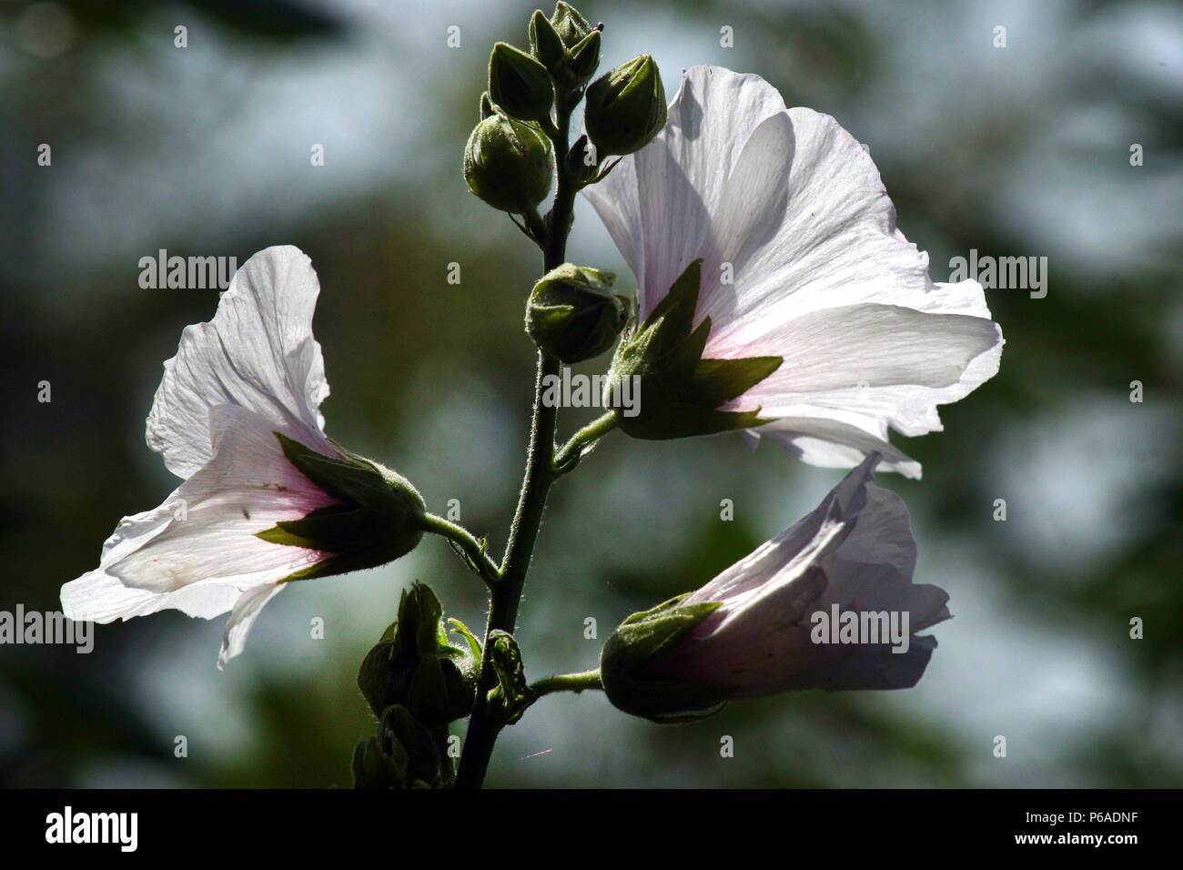 Common Hibiscus flower Stock Photo - Alamy