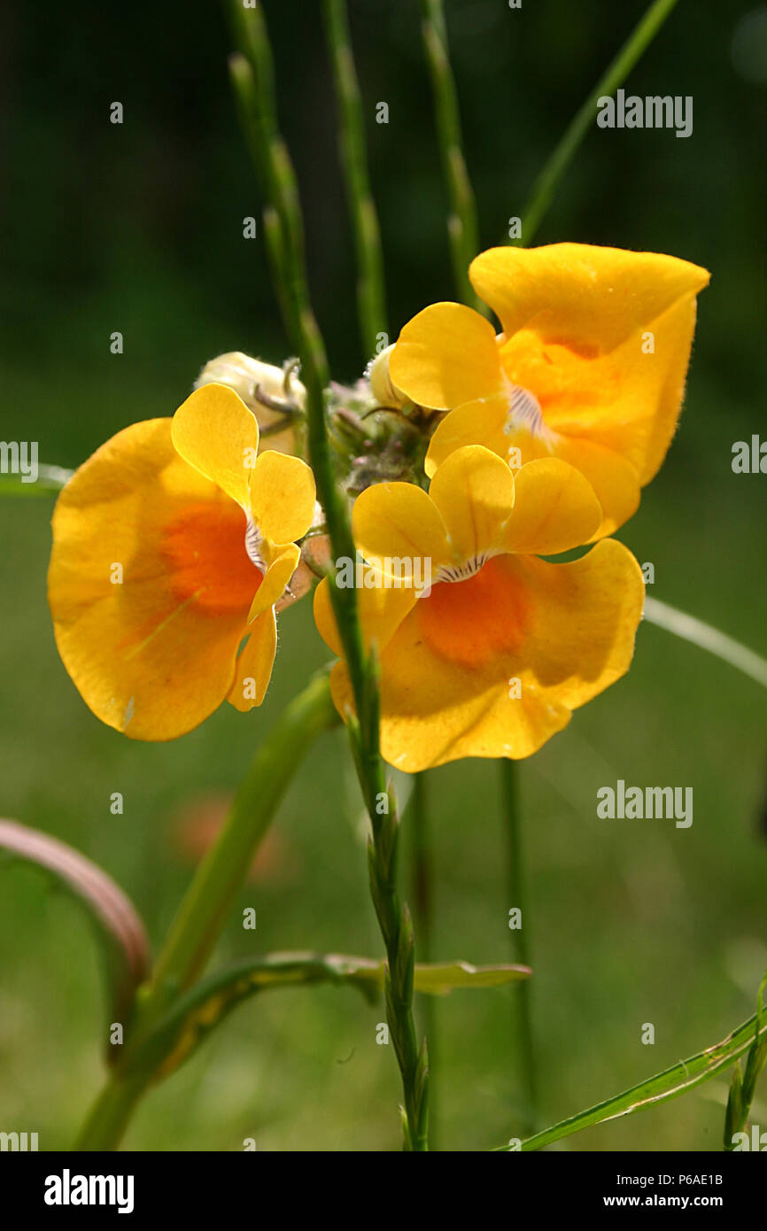 Nemesia flowers hi-res stock photography and images - Alamy