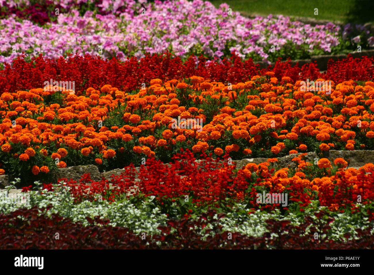 Various species of flowers hi-res stock photography and images - Alamy