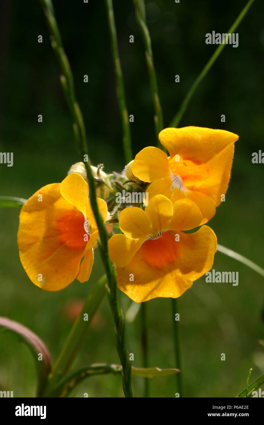 Nemesia flowers hi-res stock photography and images - Alamy