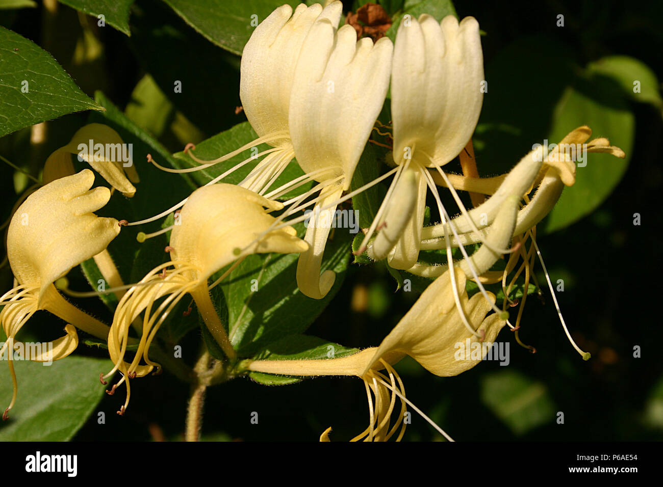 Beautiful honeysuckle scent hi-res stock photography and images - Alamy