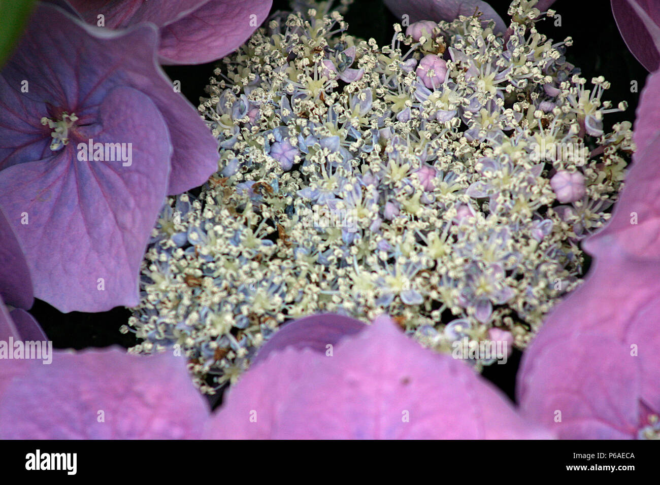 Lilac hydrangea macrophylla hortensia hi-res stock photography and images - Alamy