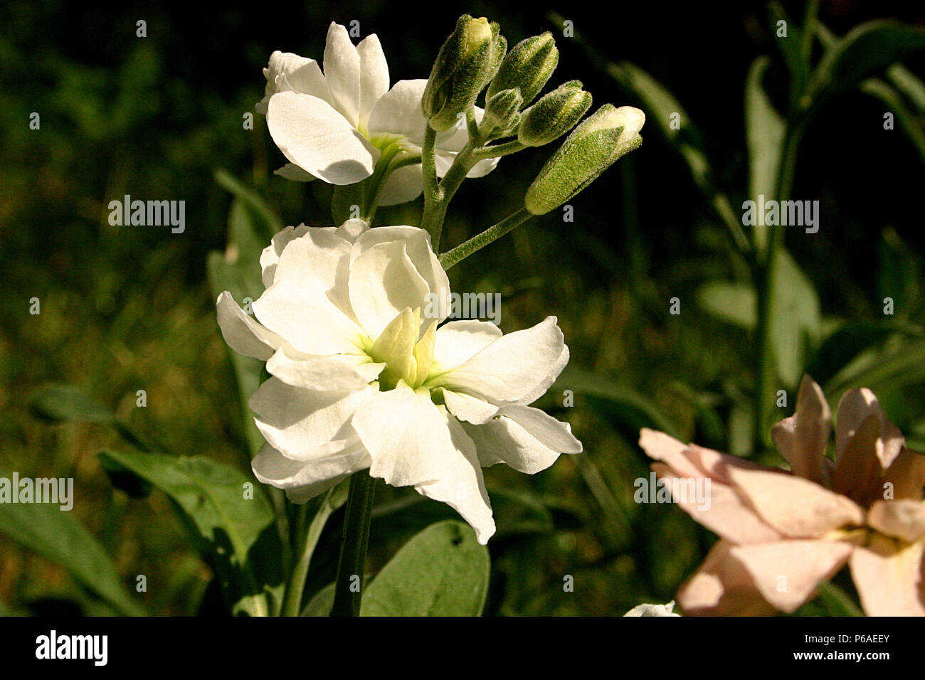 Beautiful cuckoo flower hi-res stock photography and images - Alamy