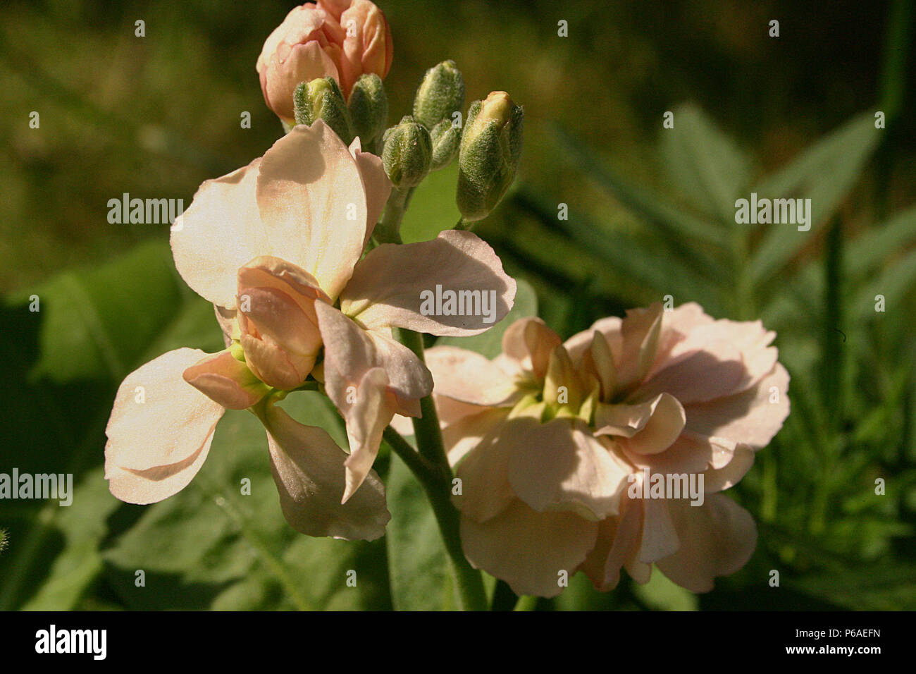 Pale peach hi-res stock photography and images - Alamy