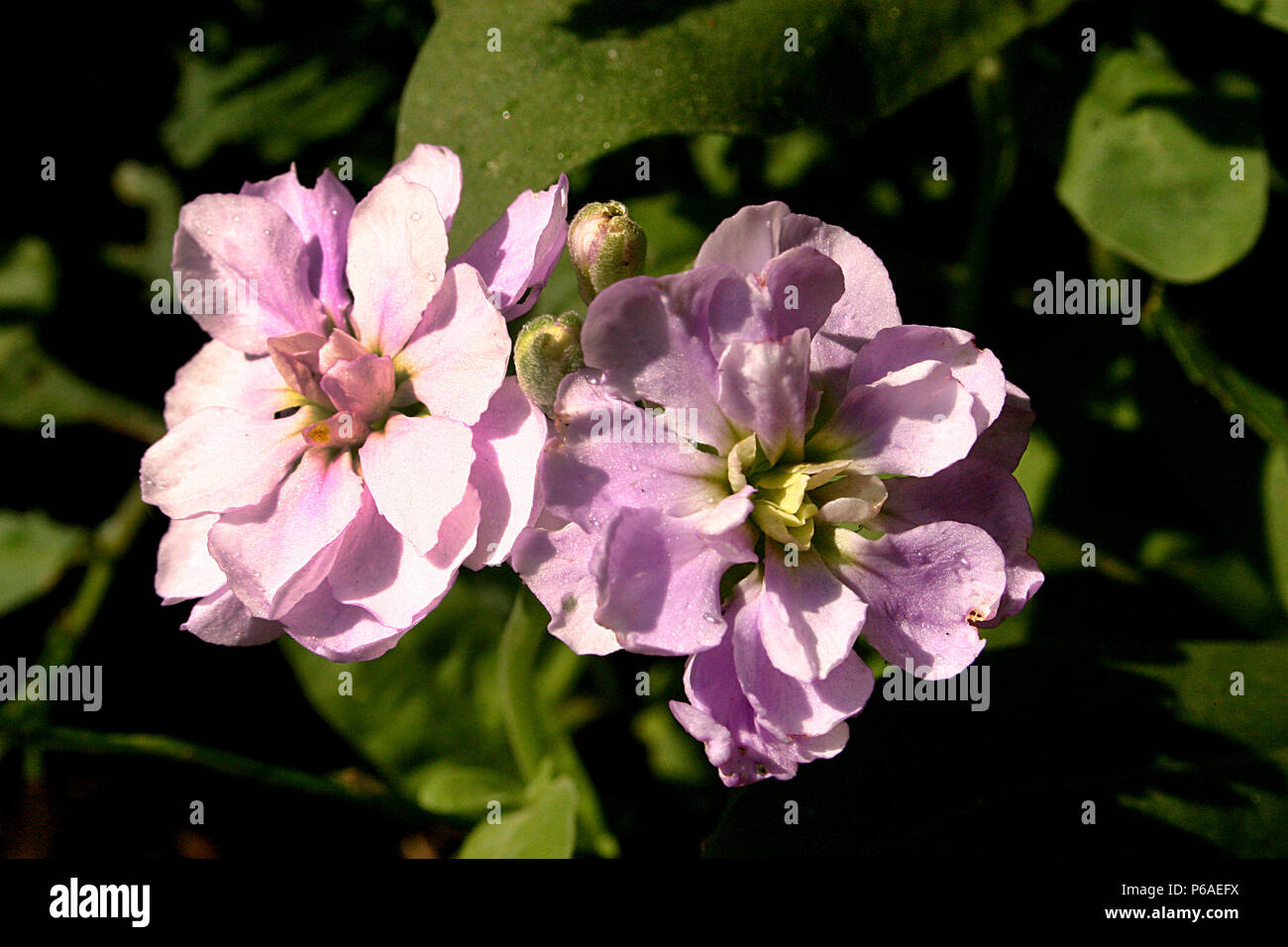 Beautiful cuckoo flower hi-res stock photography and images - Alamy