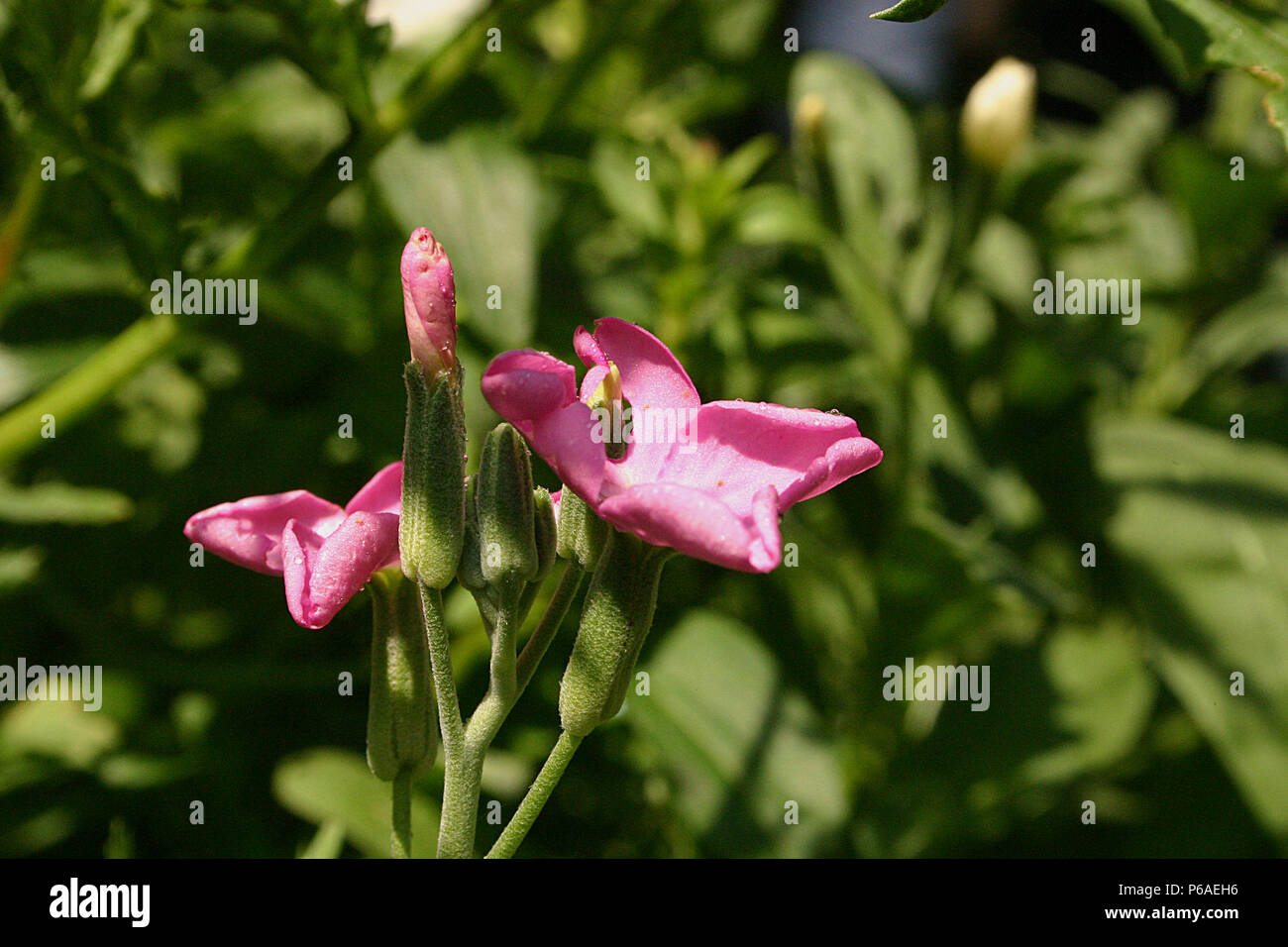 Beautiful cuckoo flower hi-res stock photography and images - Alamy