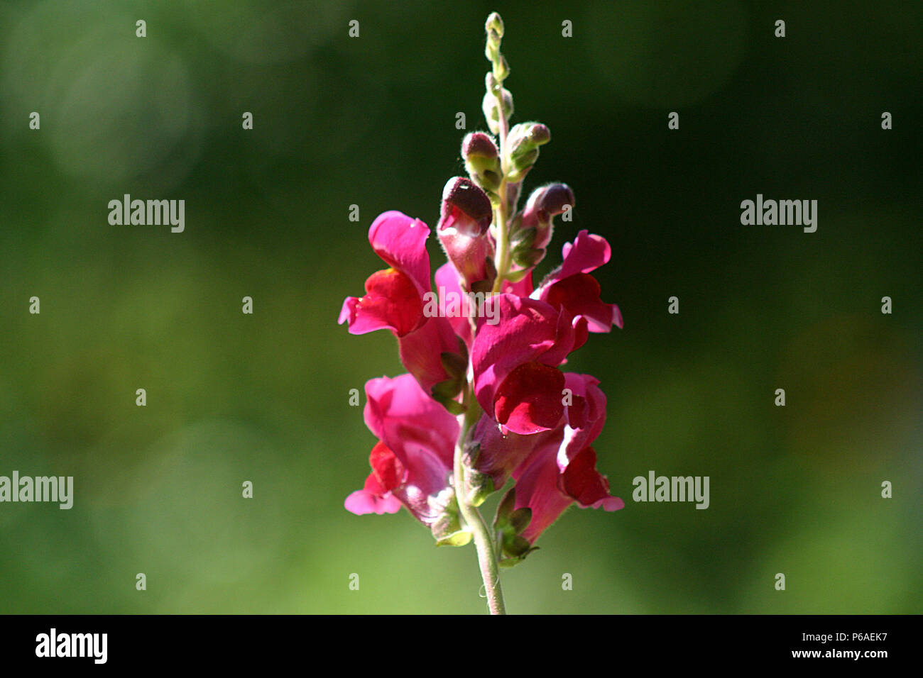 Dragon flower hi-res stock photography and images - Alamy
