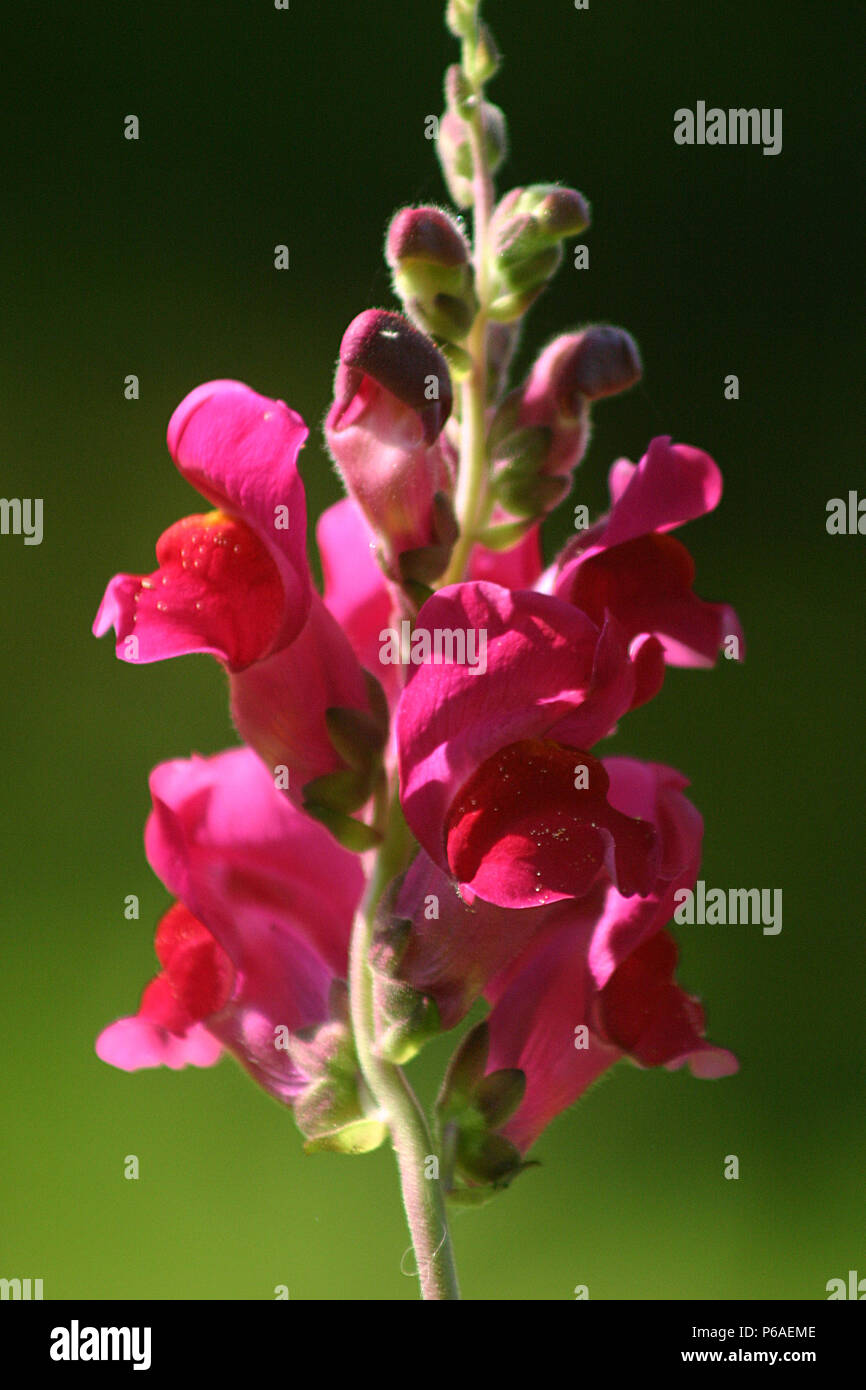 Dragon flower hi-res stock photography and images - Alamy