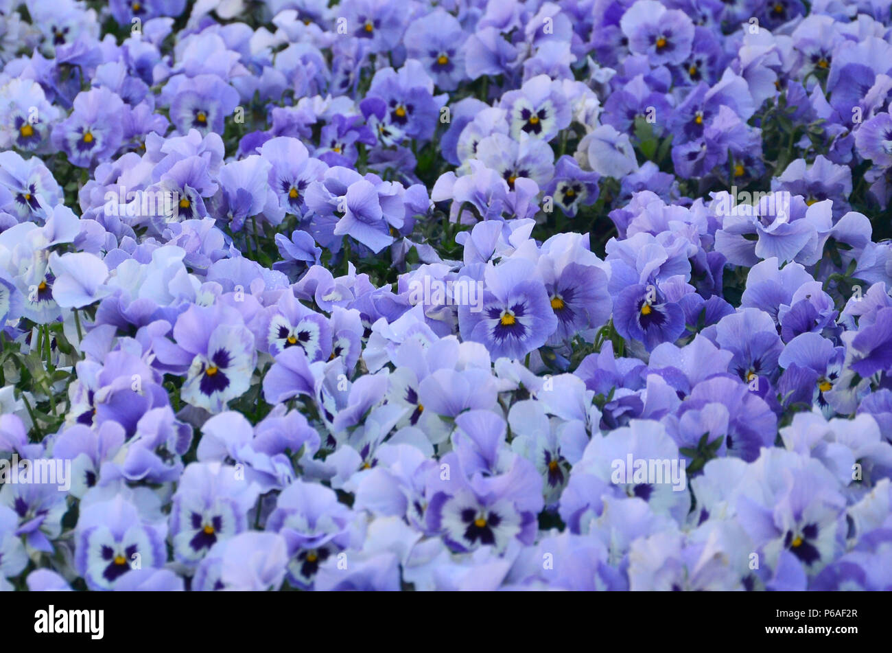 Close up blue and violet pansies in the garden. Seasonal natural photo ...