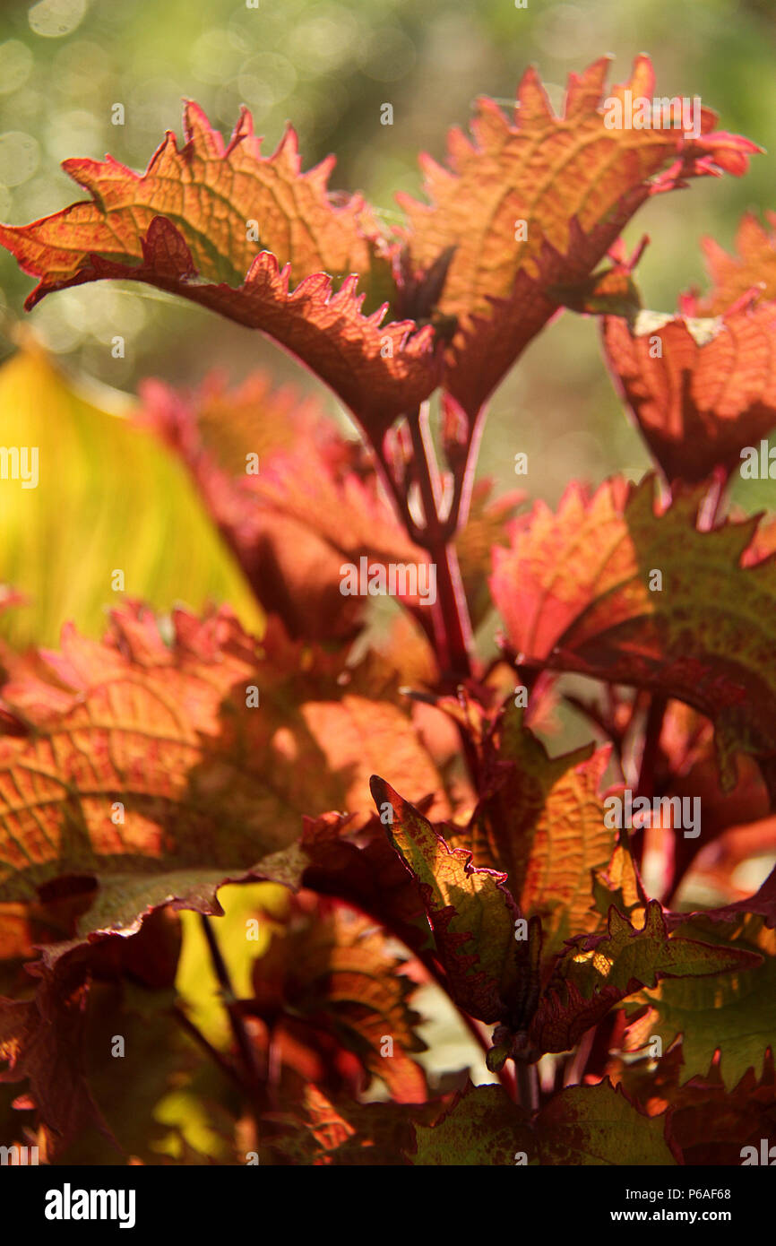 Bright red coleus plants hi-res stock photography and images - Alamy