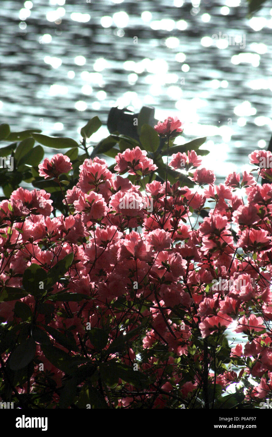 Shrubs Pink Rhododendron Shrub High Resolution Stock Photography and ...