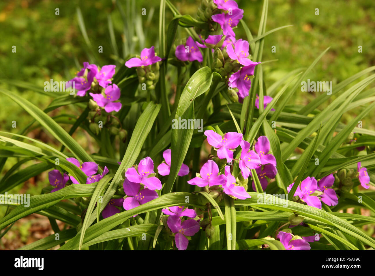 Close up of pink Spiderwort flowers Stock Photo - Alamy