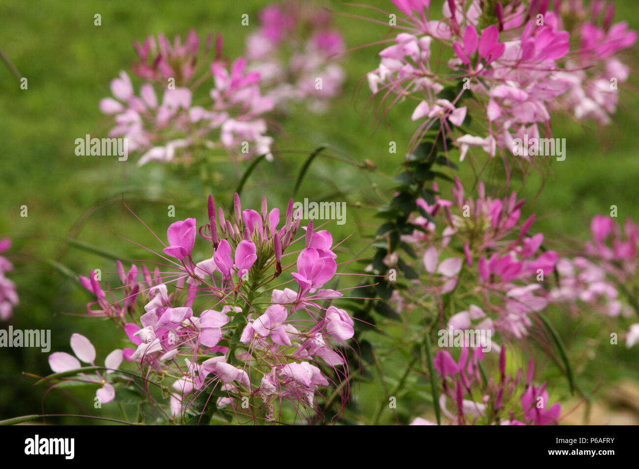 Spider flower (Cleome Hassleriana Stock Photo - Alamy