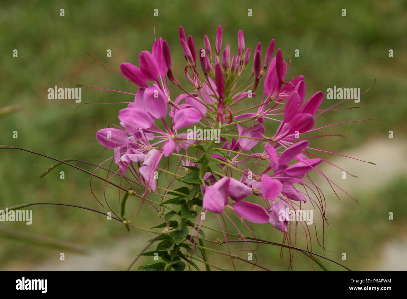 Spider flower (Cleome Hassleriana Stock Photo - Alamy
